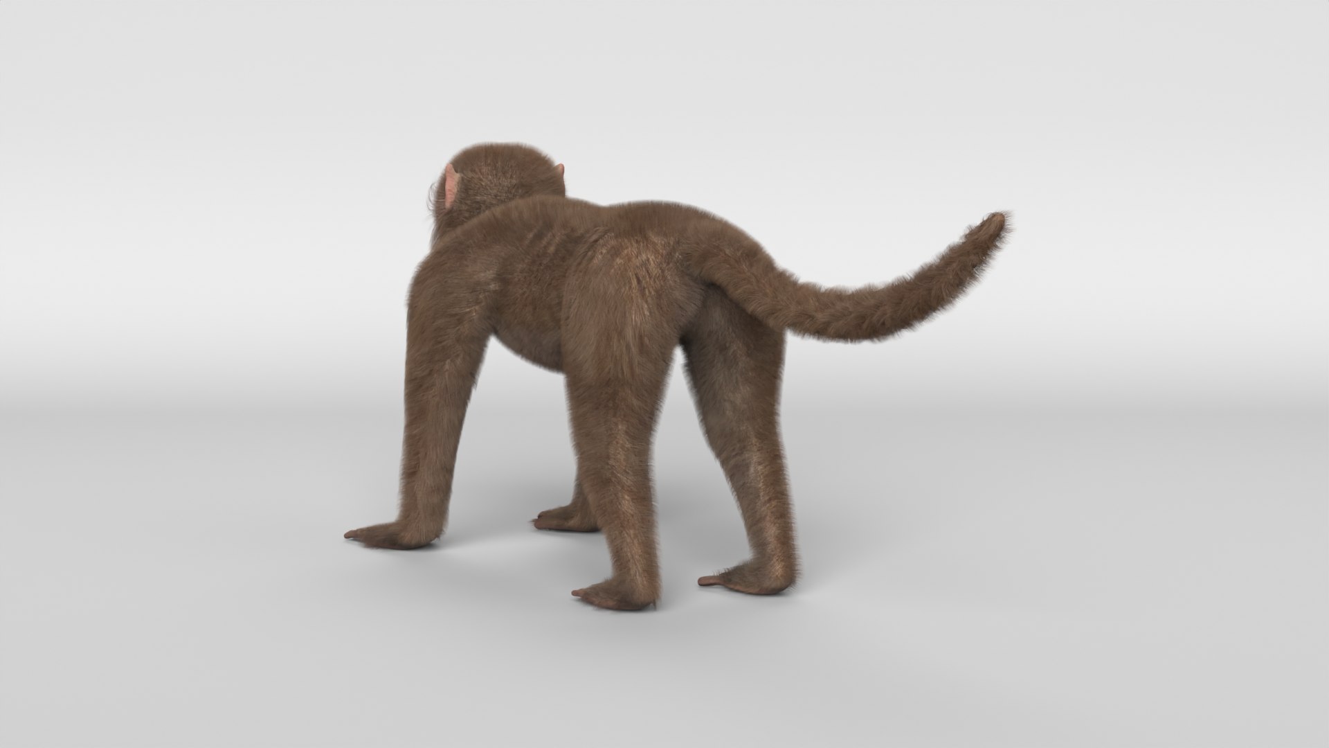 Small Monkey 3D Model - TurboSquid 2118871
