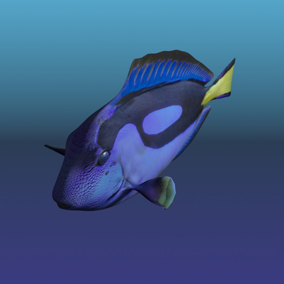 Blue Tang Fish 3d Max