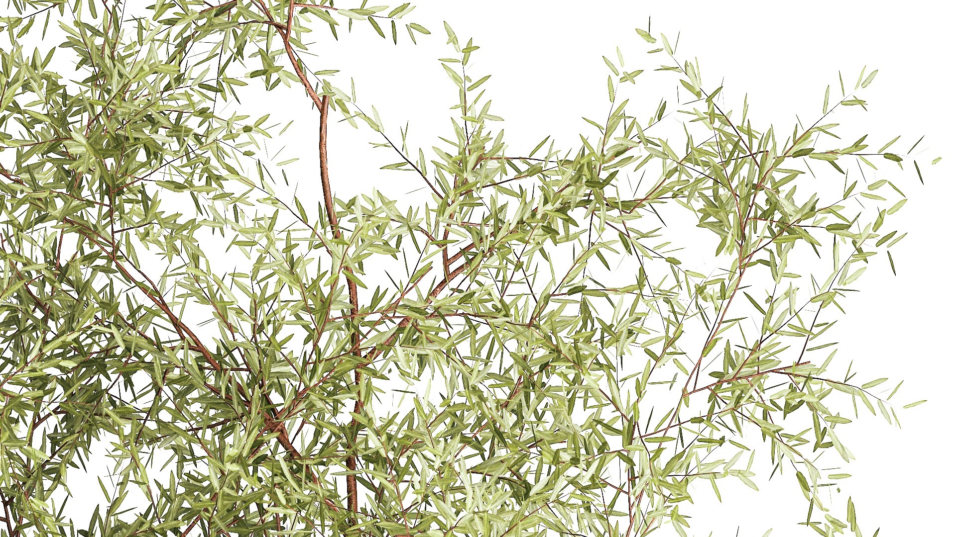 Beautiful Plants For The Garden Of Thuja Pine Bonsai Bushes Grass 1340 ...
