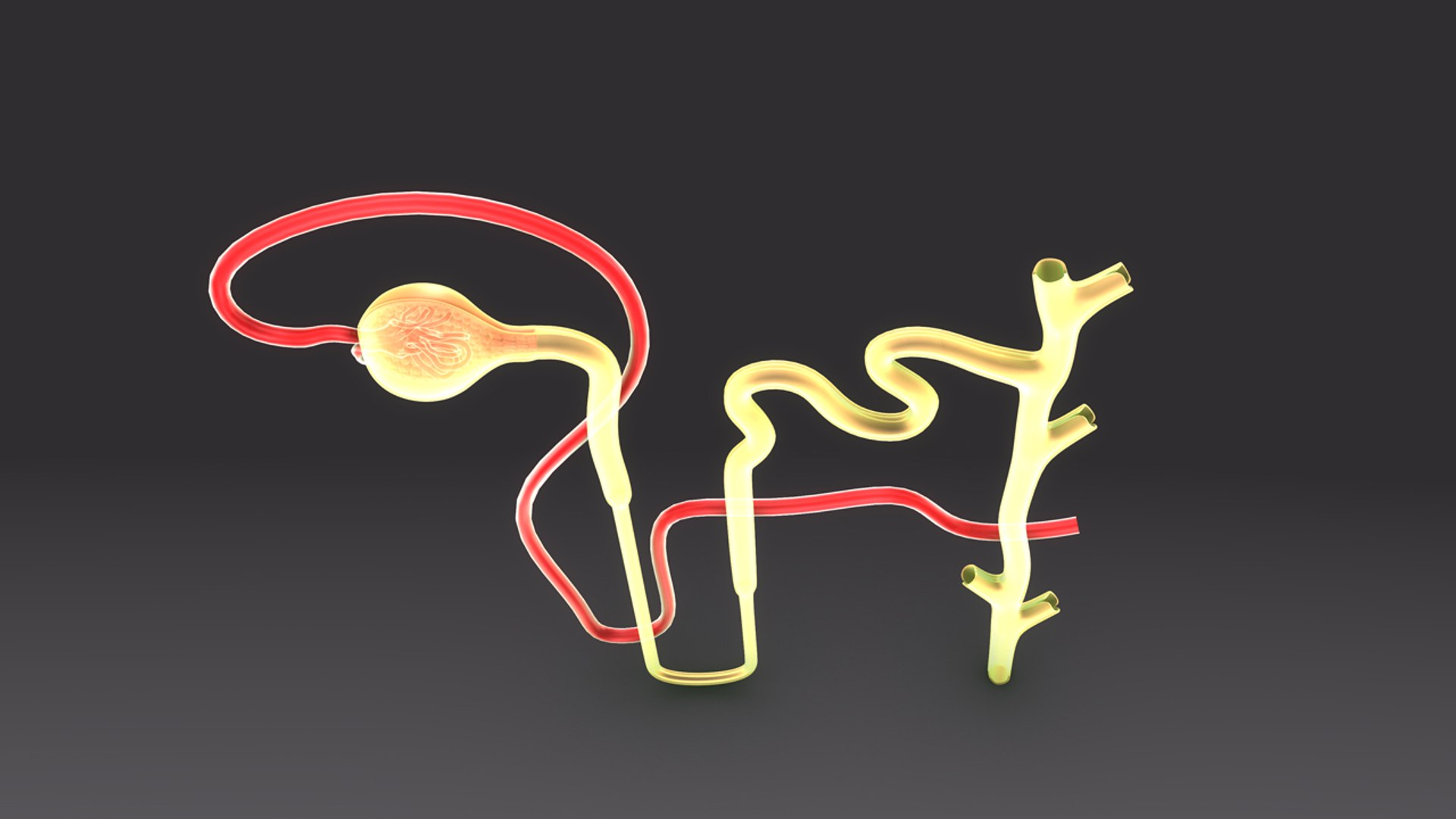 Nephrons 3d Obj