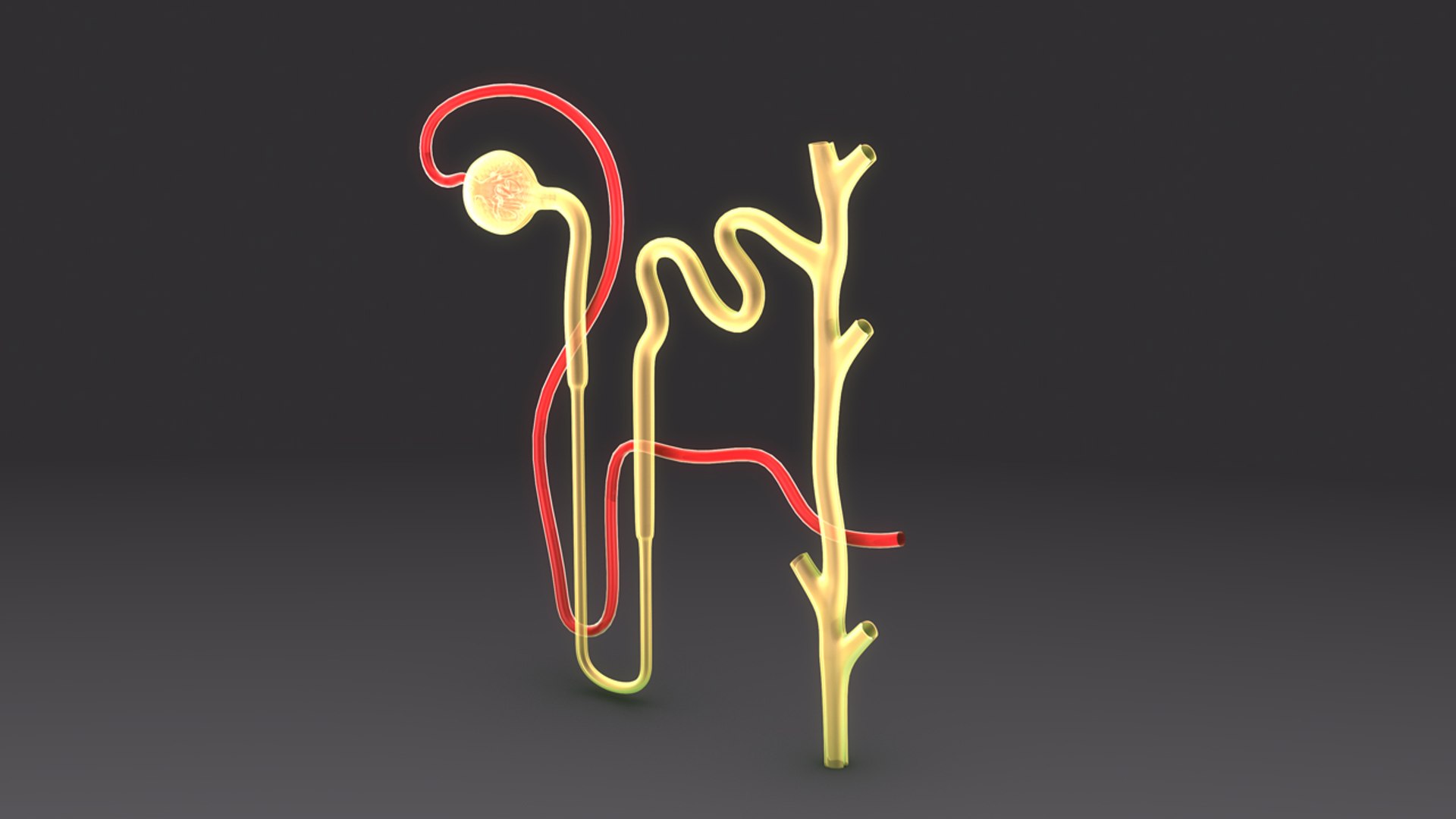 Nephrons 3d Obj