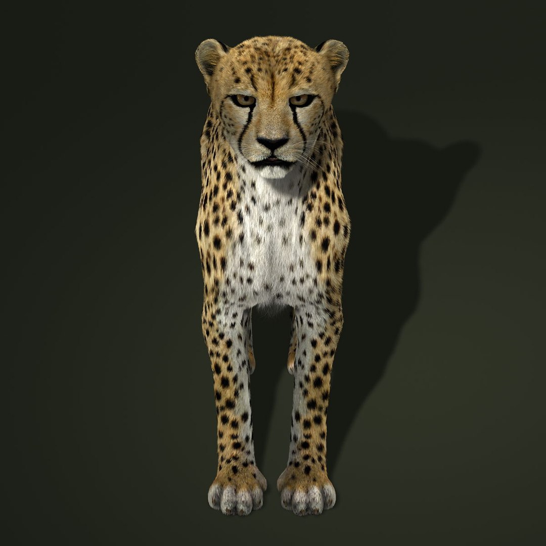 3d Model Cheetah Fur