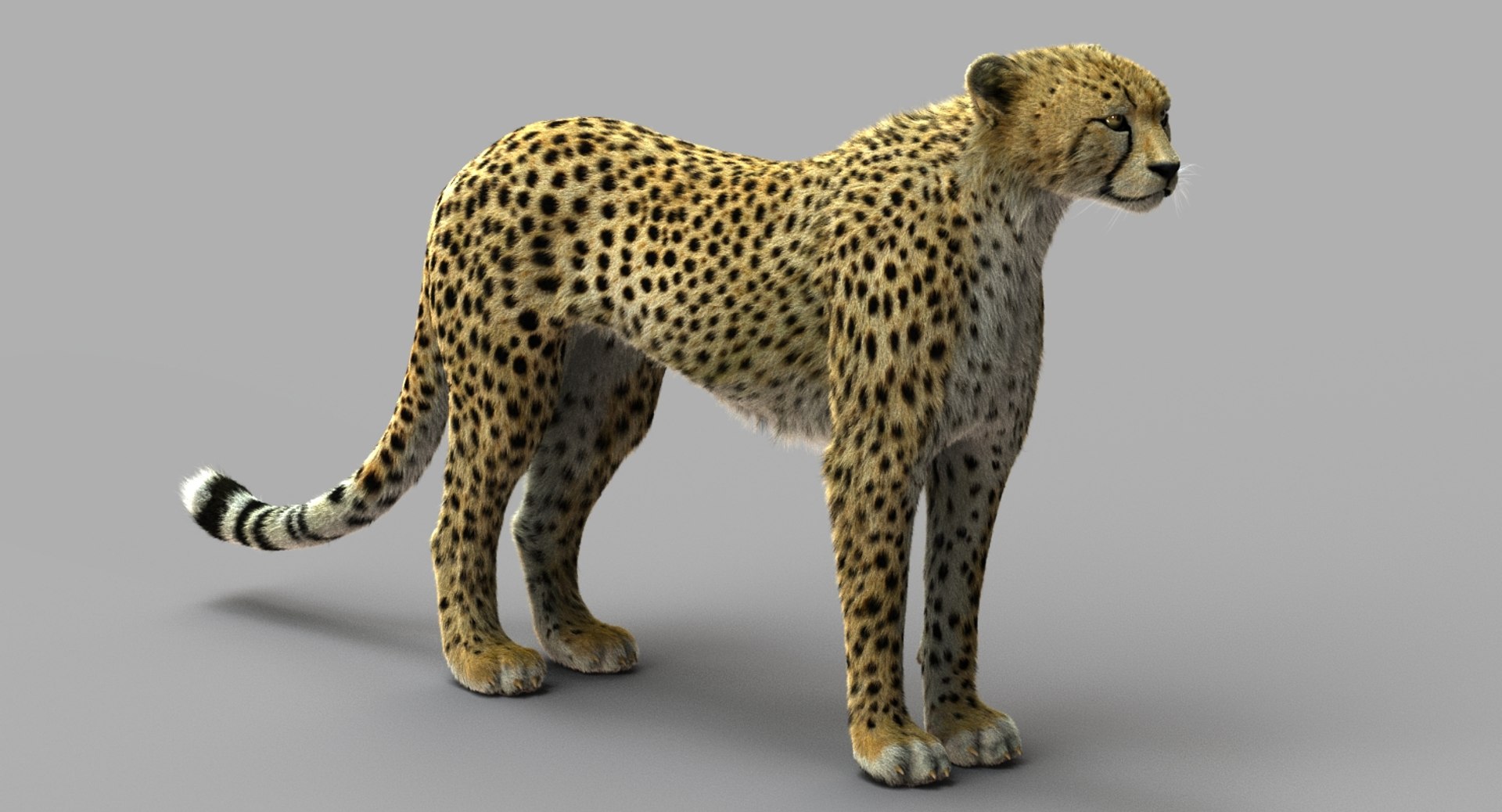 3d Model Cheetah Fur