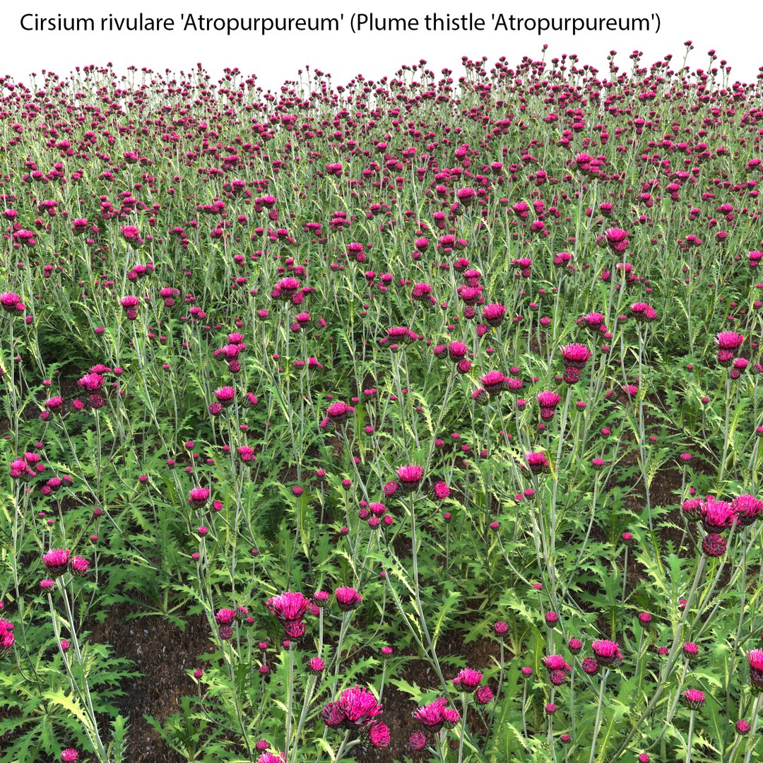 3D Cirsium Rivulare Atropurpureum - Plume Thistle Atropurpureum 02 ...