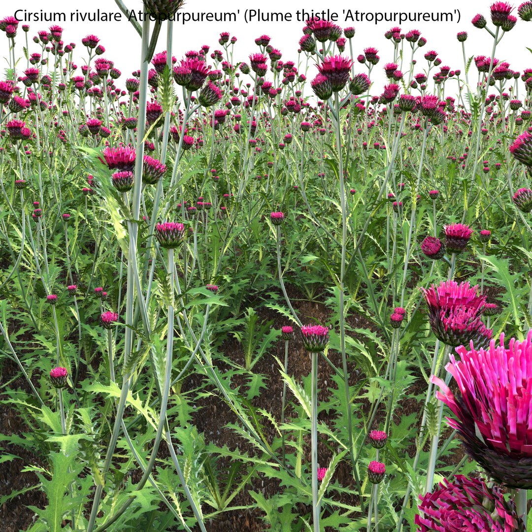 3D Cirsium Rivulare Atropurpureum - Plume Thistle Atropurpureum 02 ...