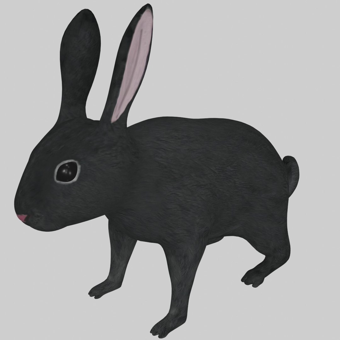 Realistic Rigged Rabbit 3D - TurboSquid 1669731