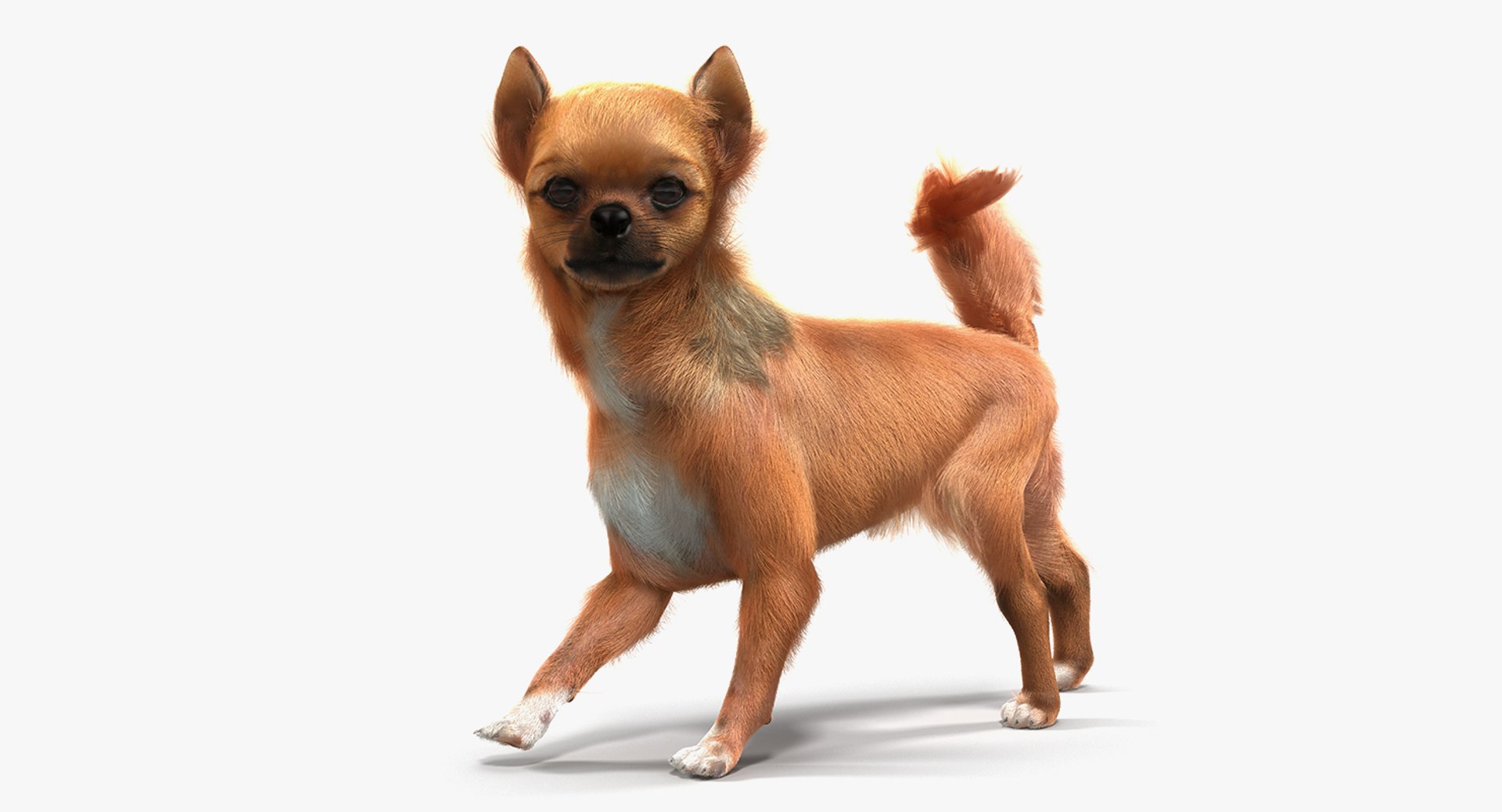 3D dogs rigged 2 model - TurboSquid 1691137