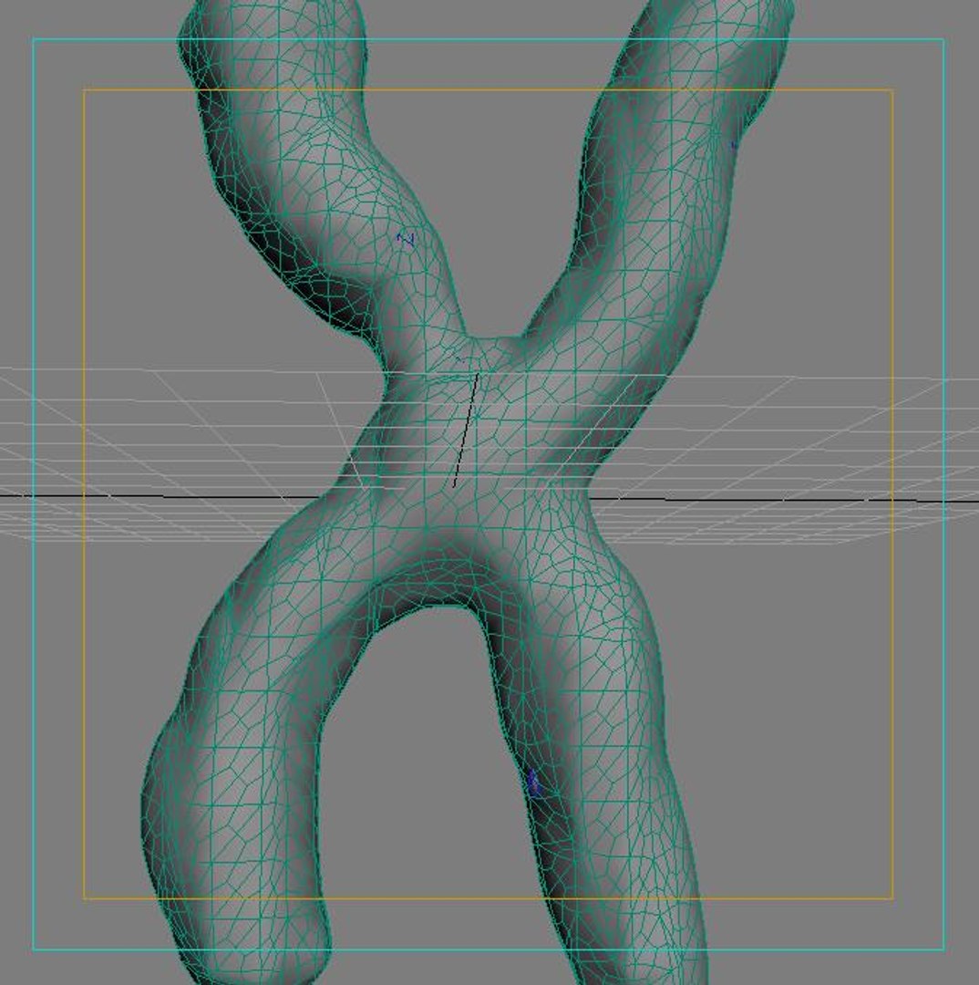 3d Model Chromosome Science Medical