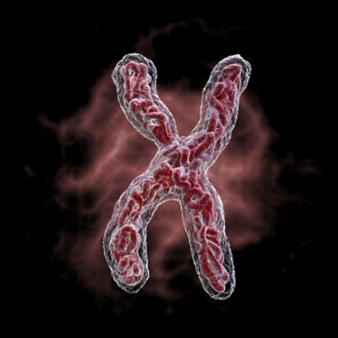 3d Model Chromosome Science Medical