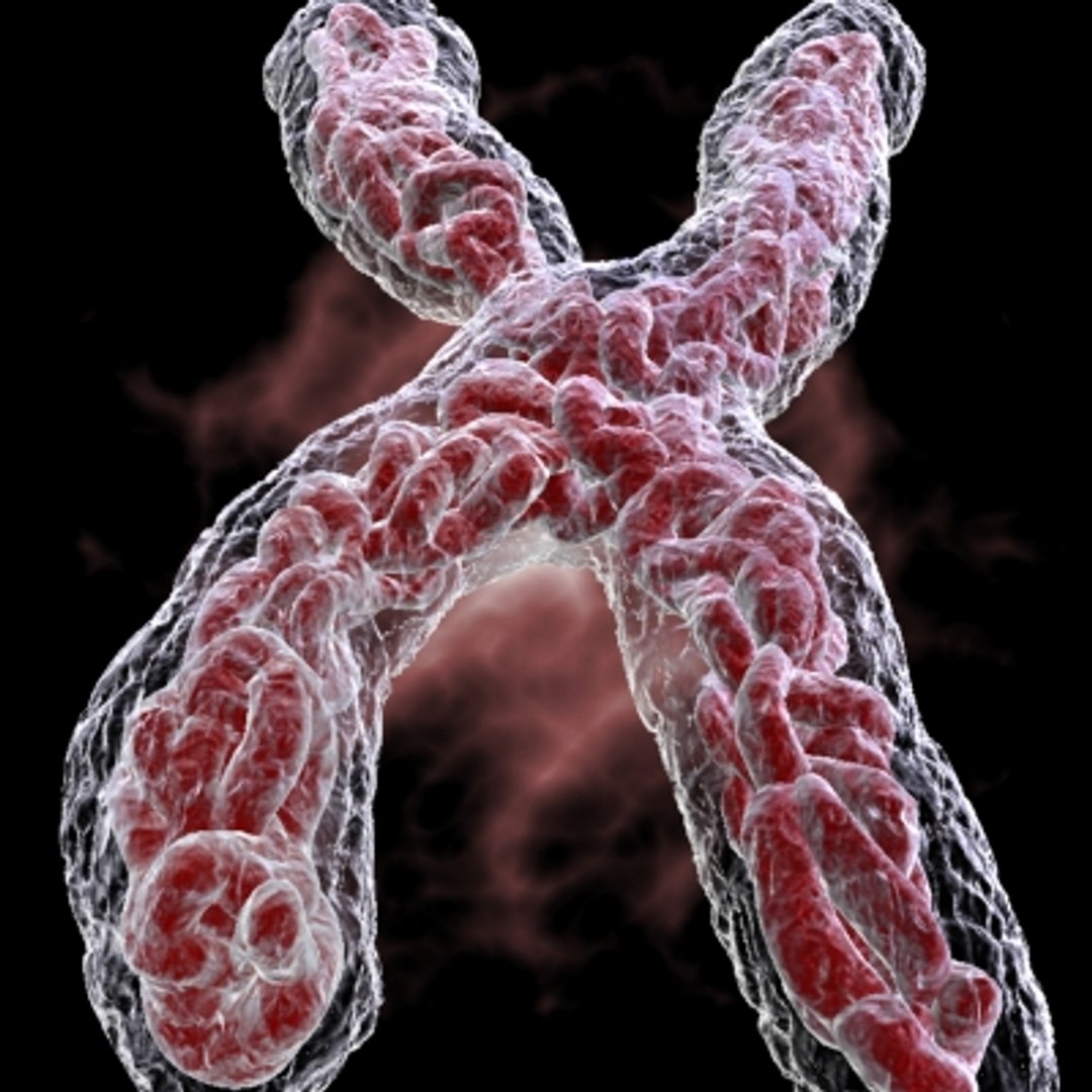 3d Model Chromosome Science Medical
