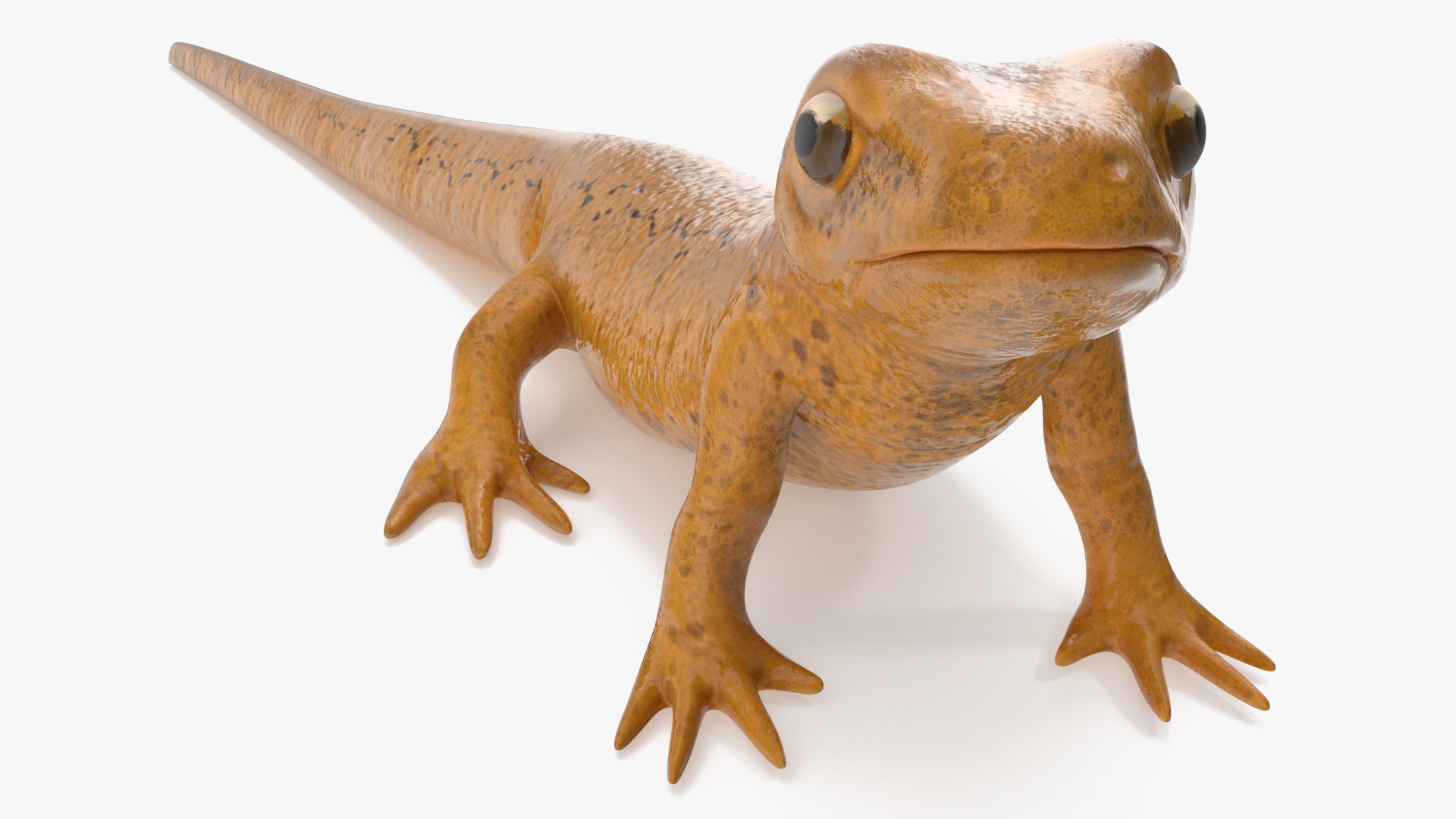3D Common Newt Standing Pose - TurboSquid 2141159