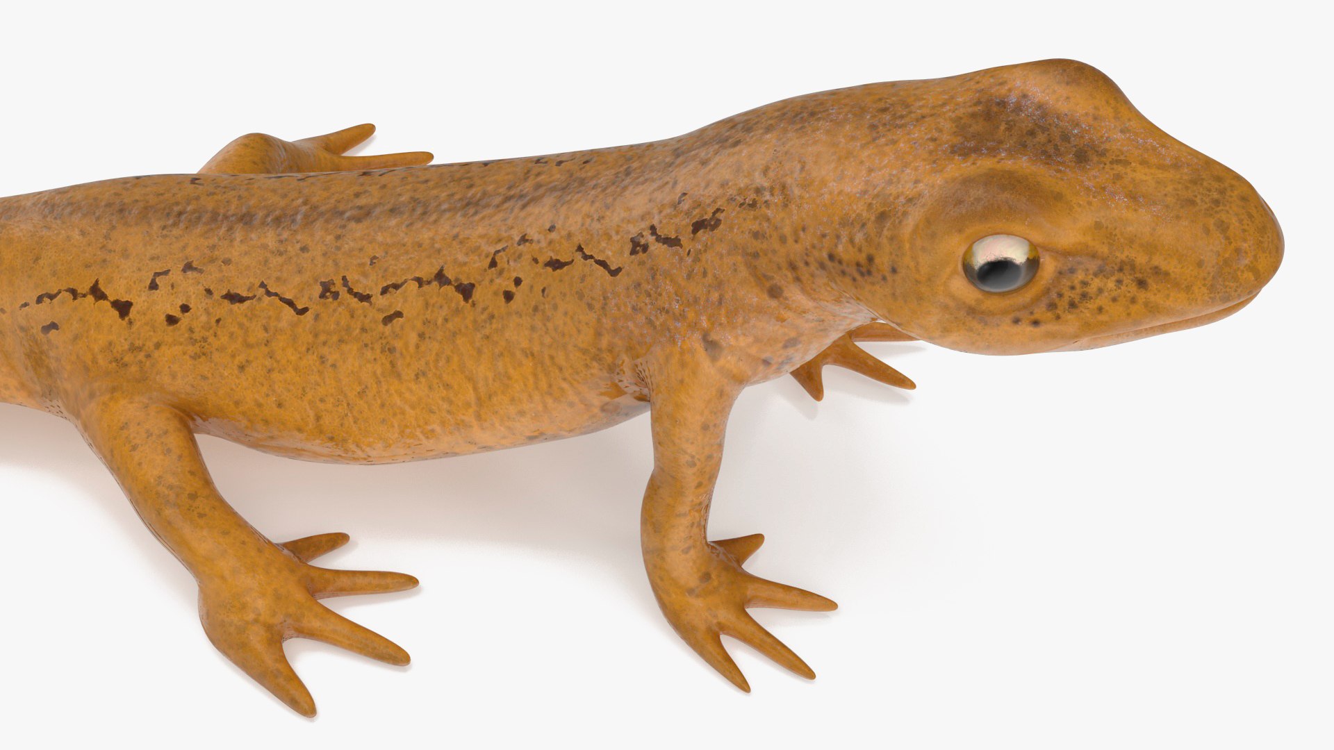 3D Common Newt Standing Pose - TurboSquid 2141159