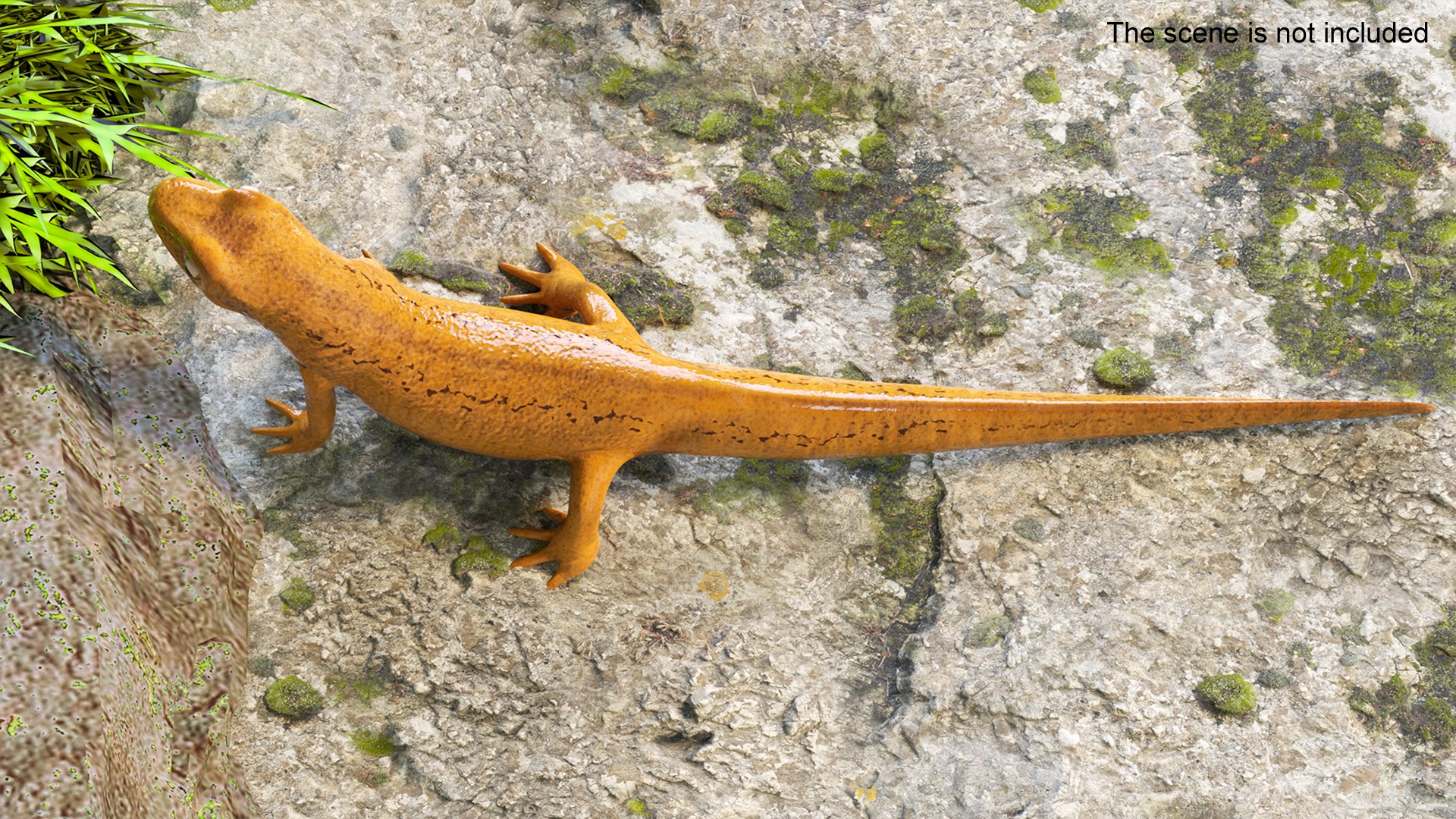 3D Common Newt Standing Pose - TurboSquid 2141159