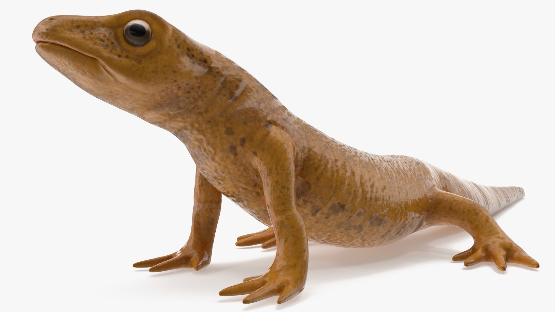 3D Common Newt Standing Pose - TurboSquid 2141159