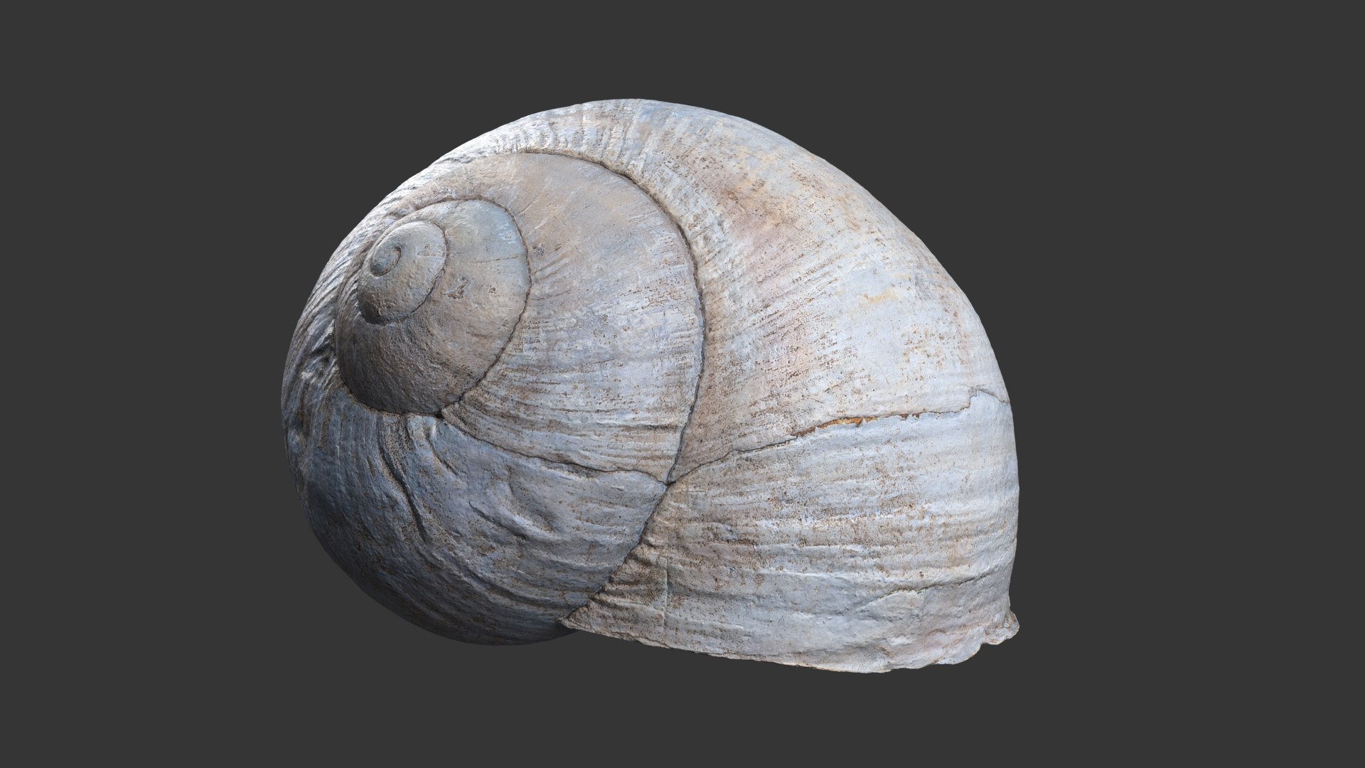 Snail Shell 3D - TurboSquid 2075136