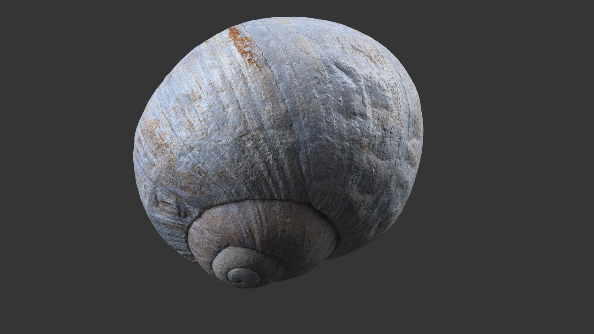 Snail Shell 3D - TurboSquid 2075136