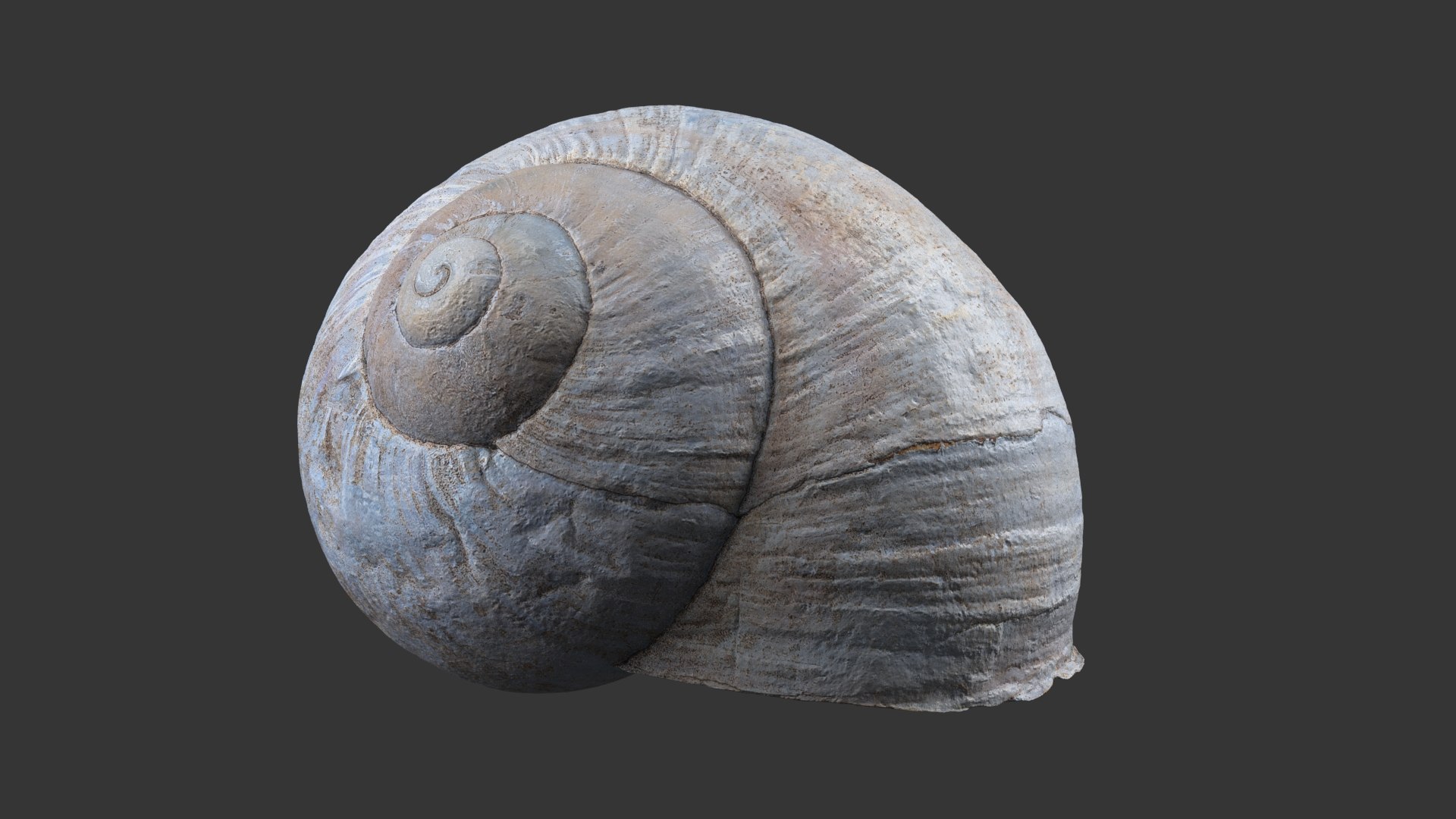 Snail Shell 3D - TurboSquid 2075136