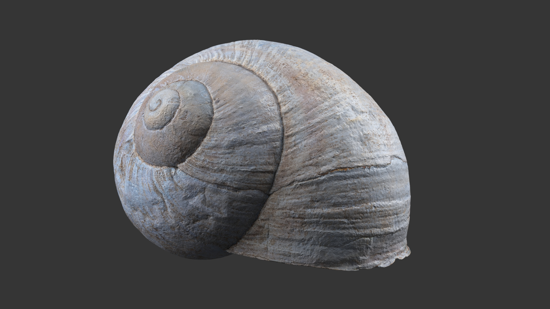 Snail Shell 3D - TurboSquid 2075136