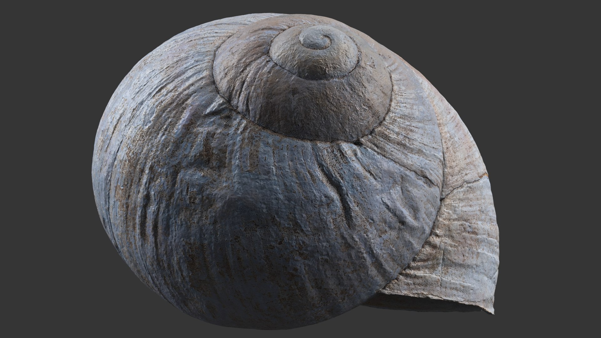 Snail Shell 3D - TurboSquid 2075136