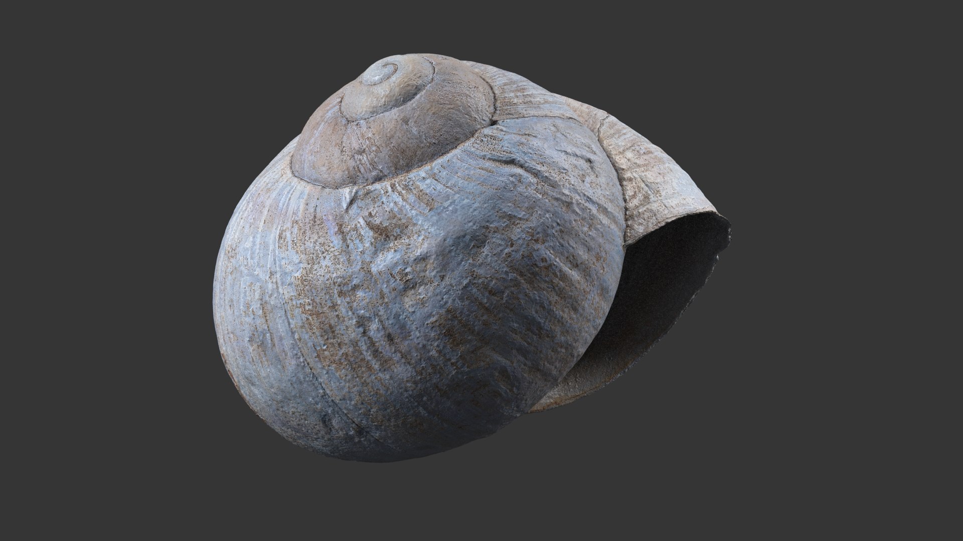 Snail Shell 3D - TurboSquid 2075136
