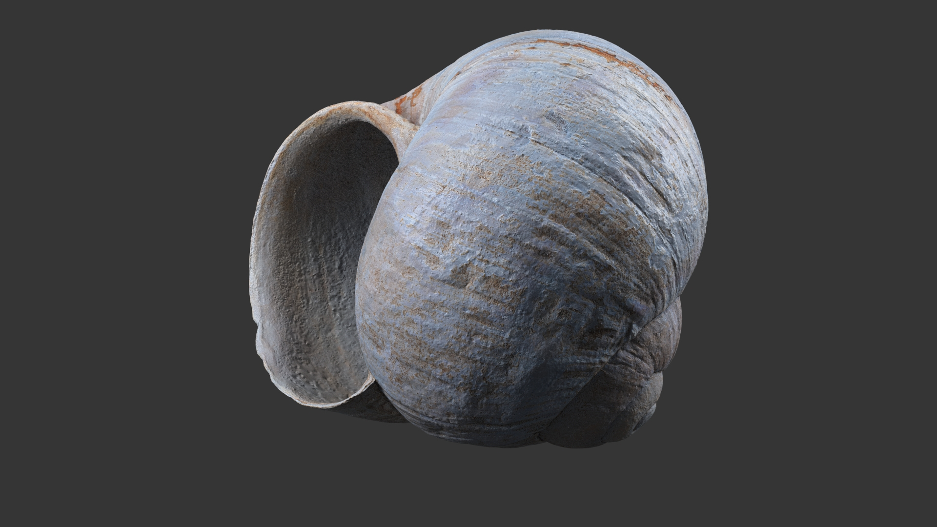 Snail Shell 3D - TurboSquid 2075136