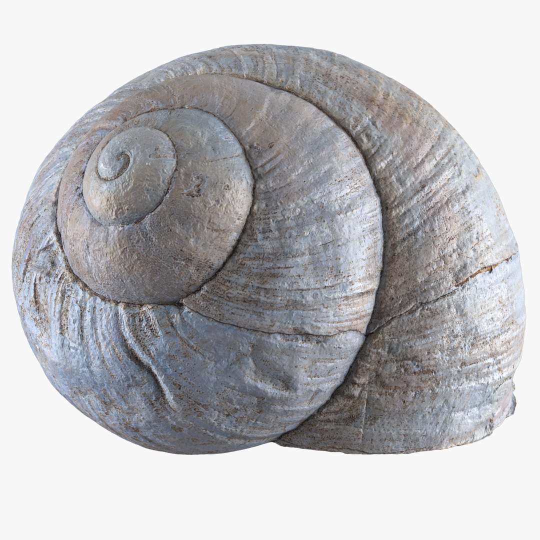 Snail Shell 3D - TurboSquid 2075136