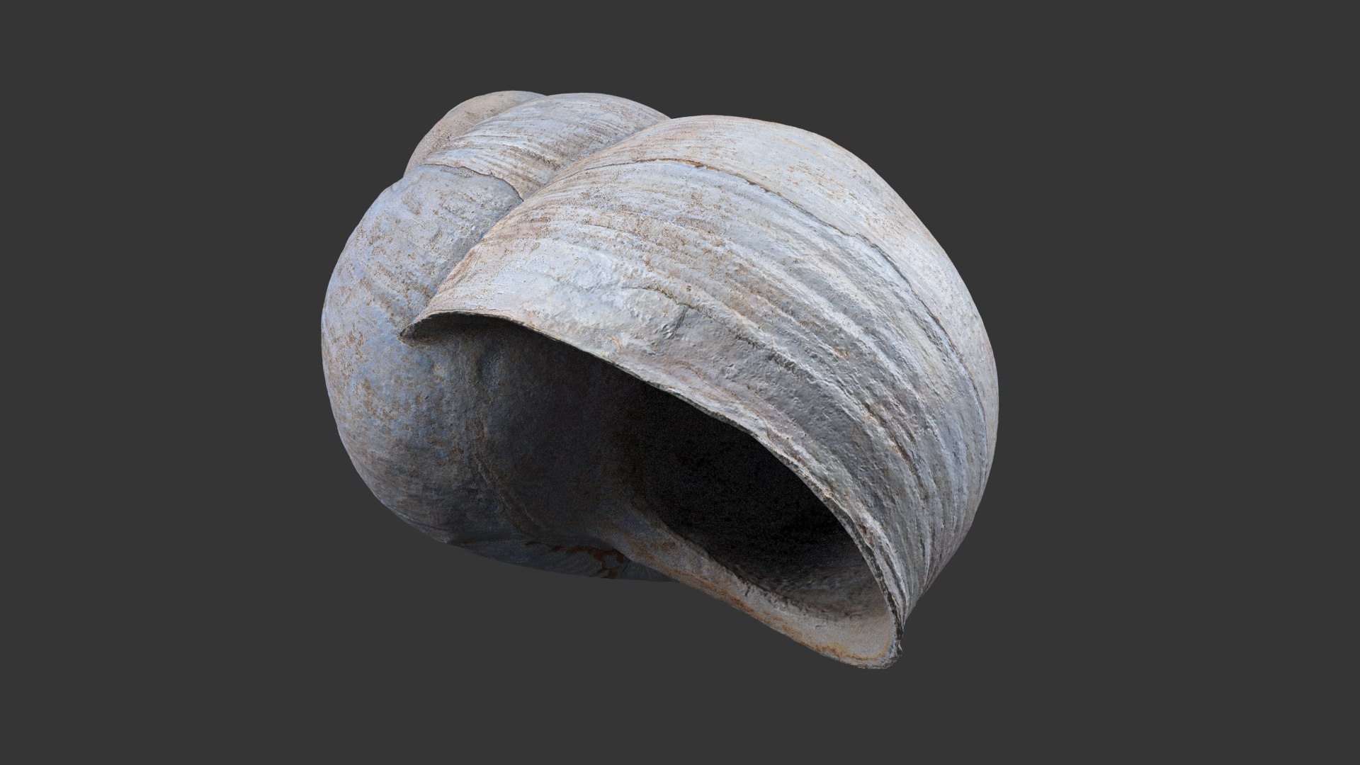 Snail Shell 3D - TurboSquid 2075136