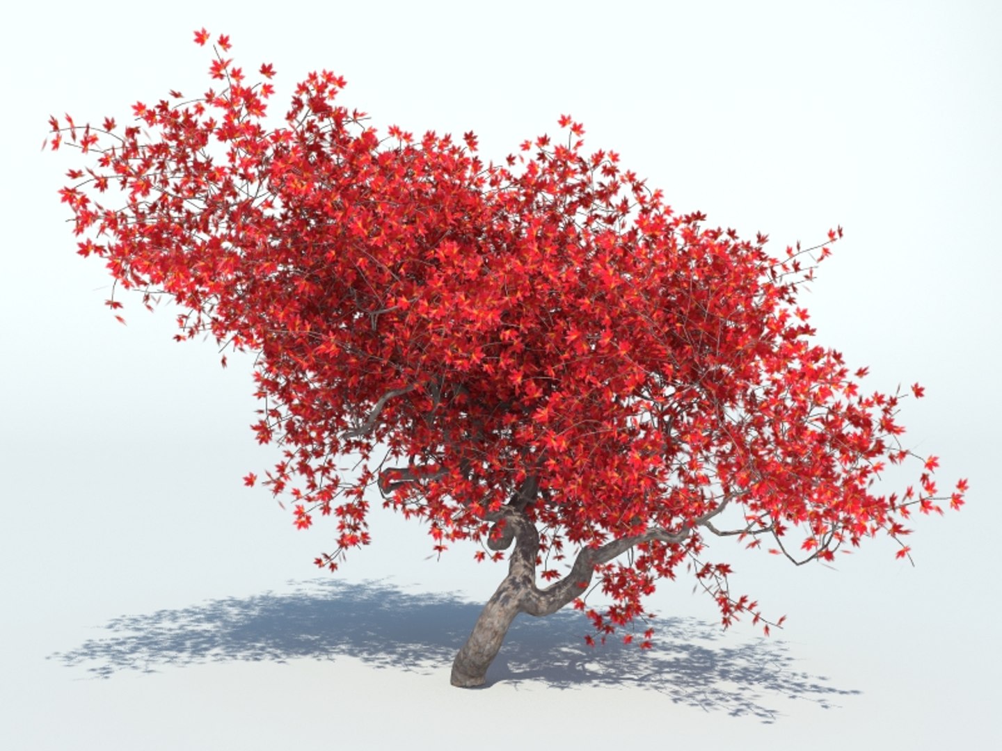 Realistic Maple Tree Max