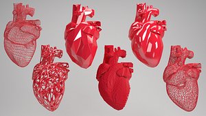 3d model human heart beating