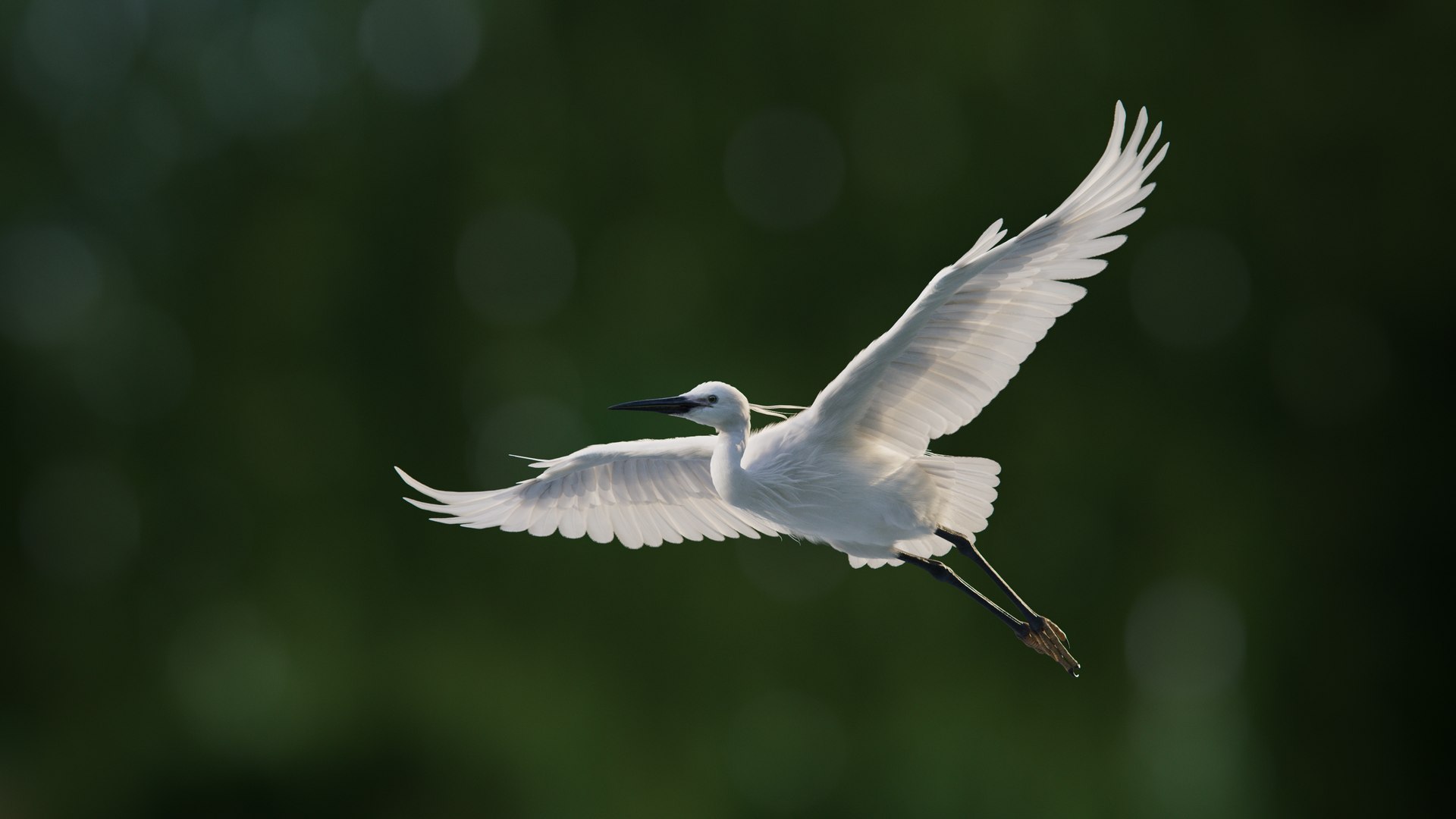 3D Egret Animated Model - TurboSquid 1956402