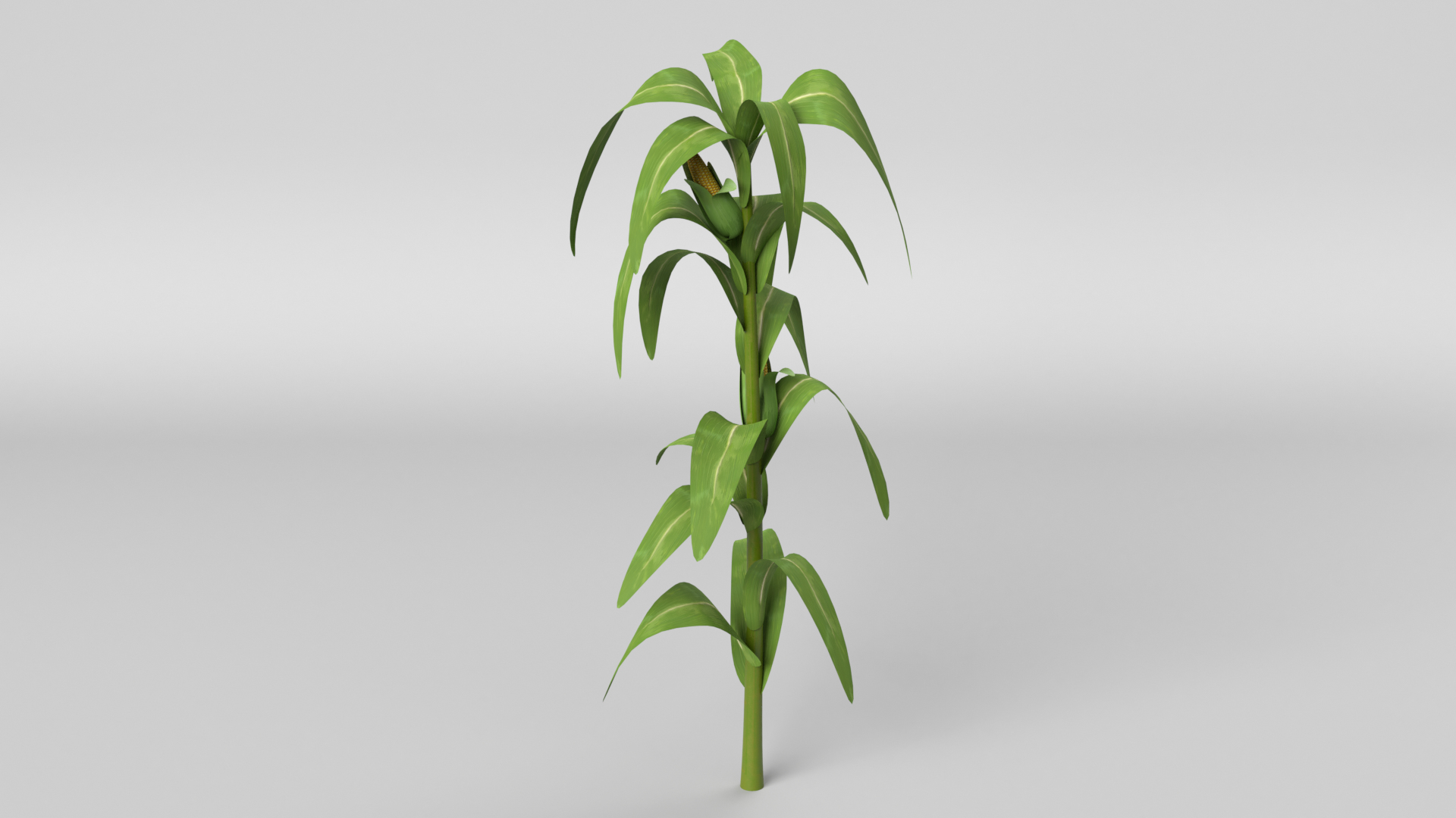 Corn stalk 3D model - TurboSquid 1677314