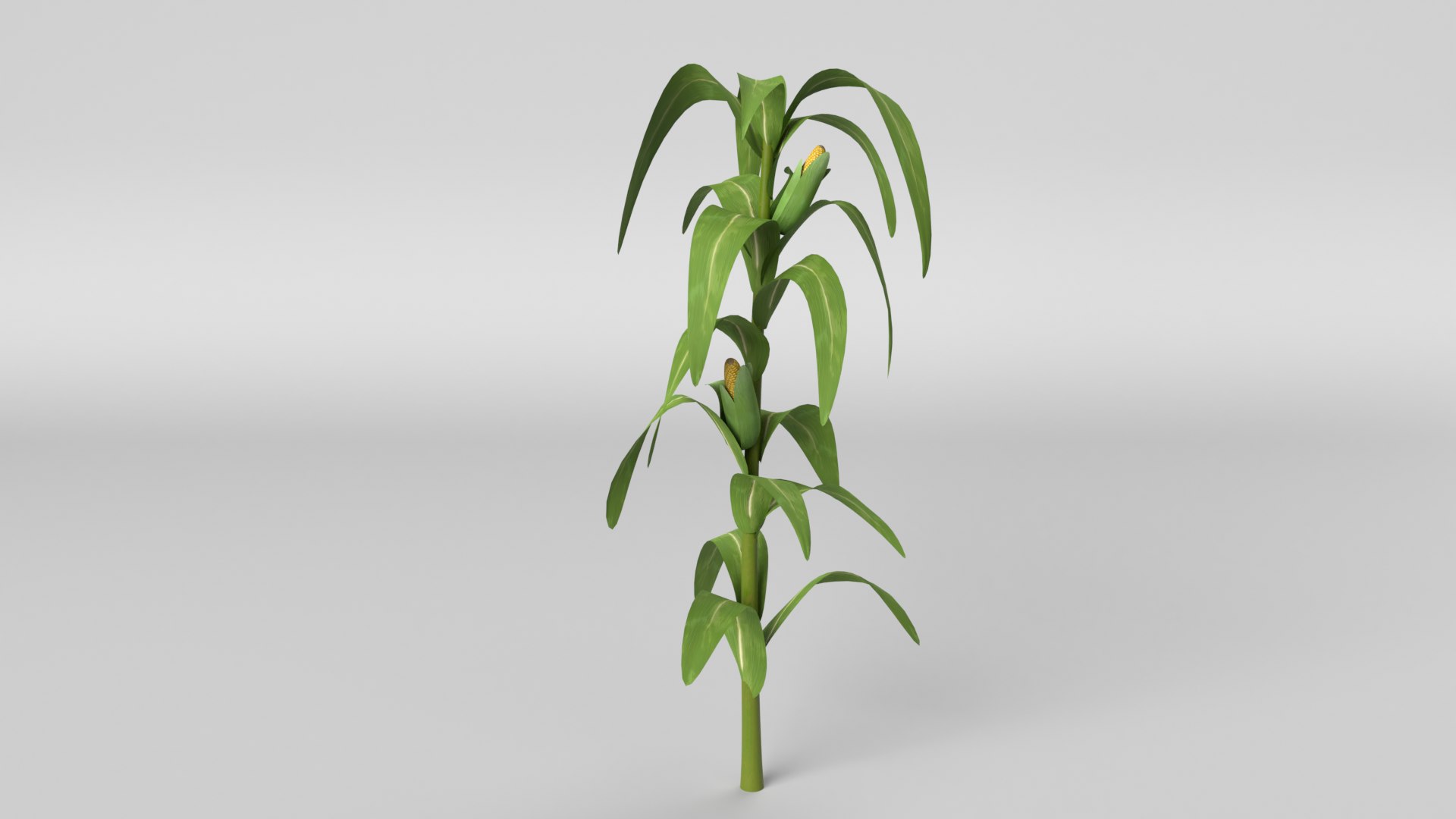Corn Stalk 3D Model - TurboSquid 1677314