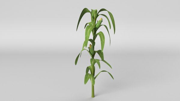 Corn stalk 3D model - TurboSquid 1677314