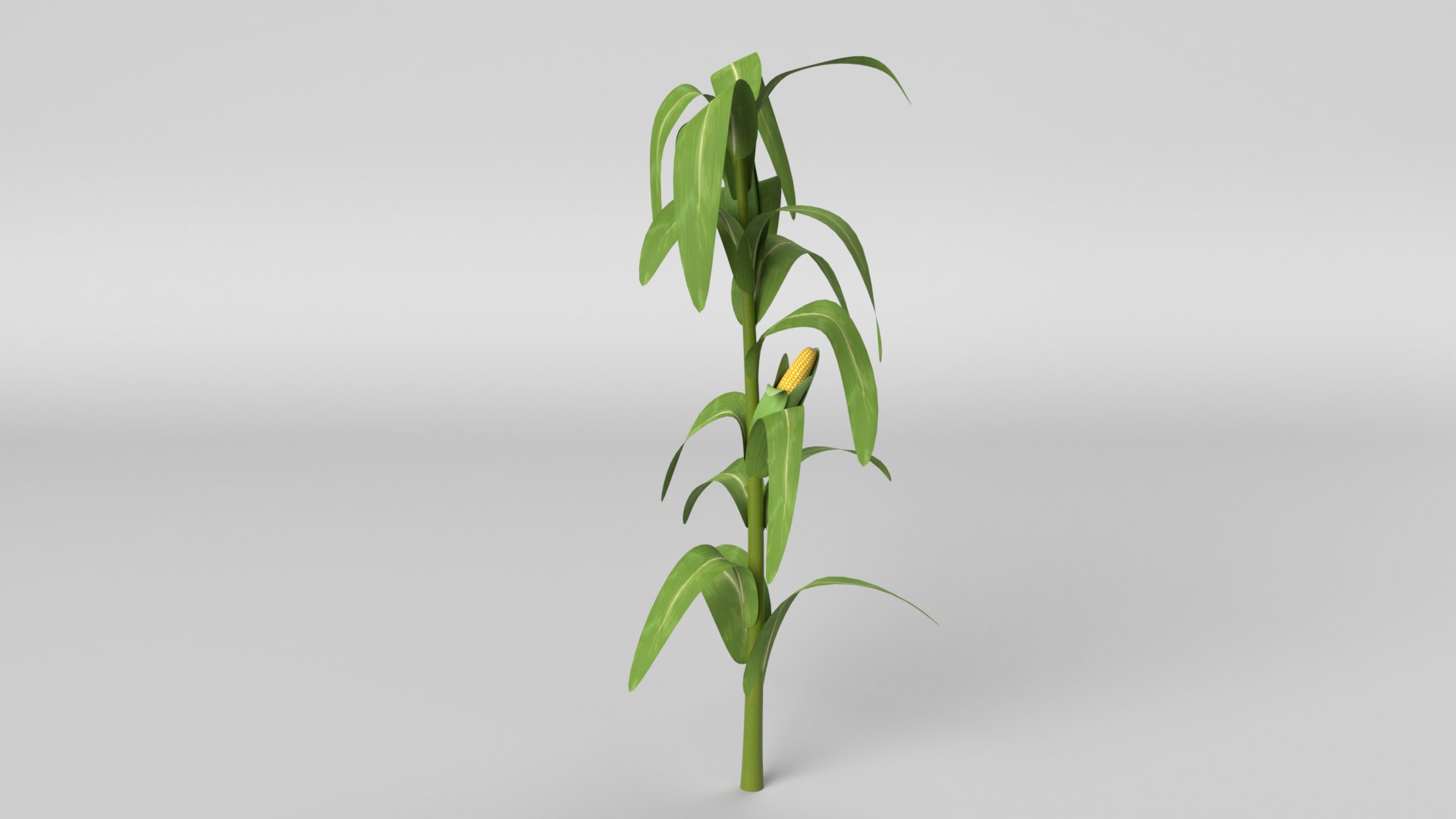 Corn Stalk 3D Model - TurboSquid 1677314