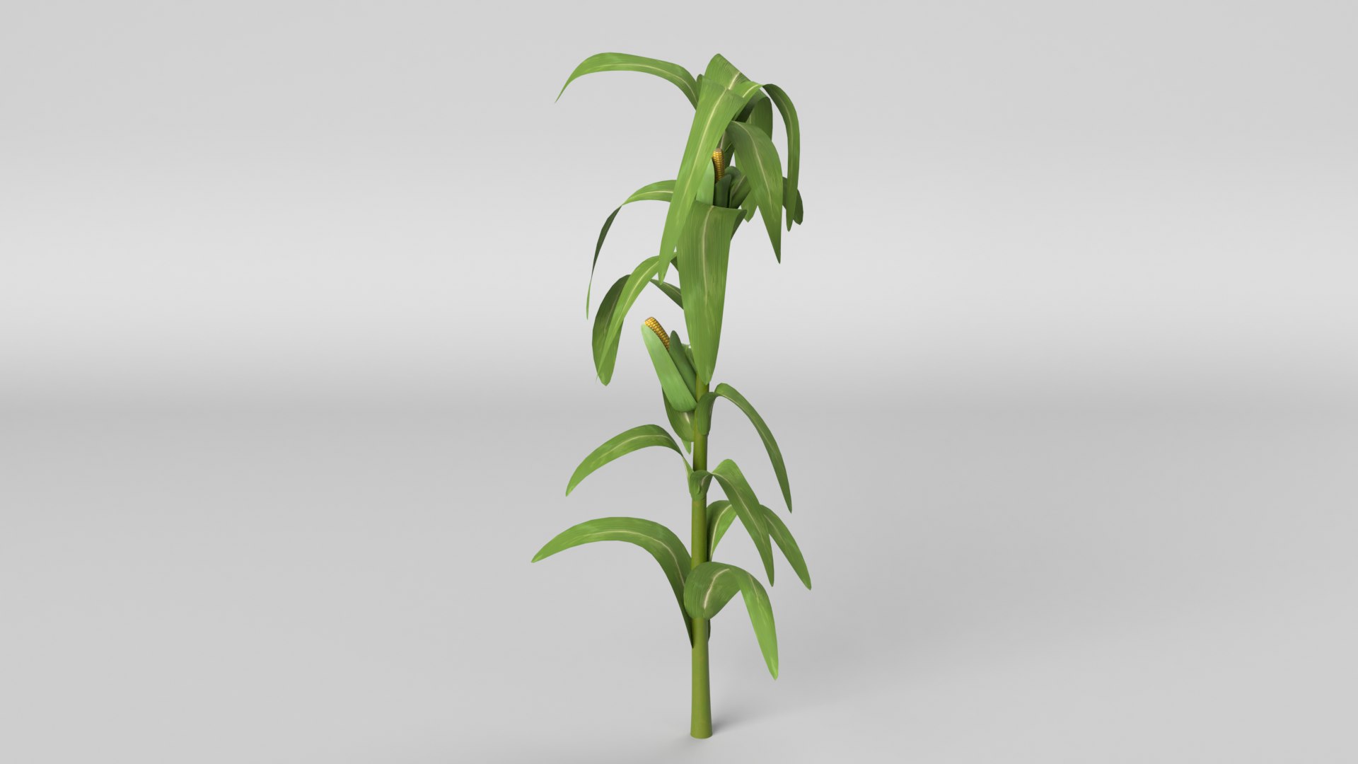 Corn Stalk 3D Model - TurboSquid 1677314