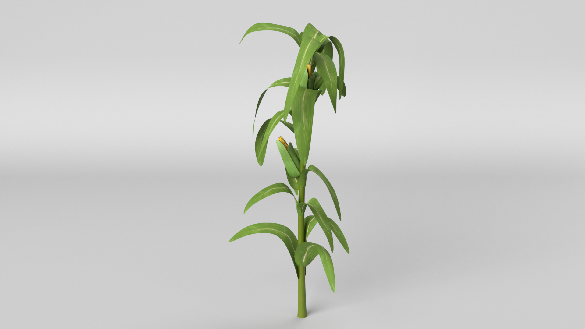 Corn stalk 3D model - TurboSquid 1677314