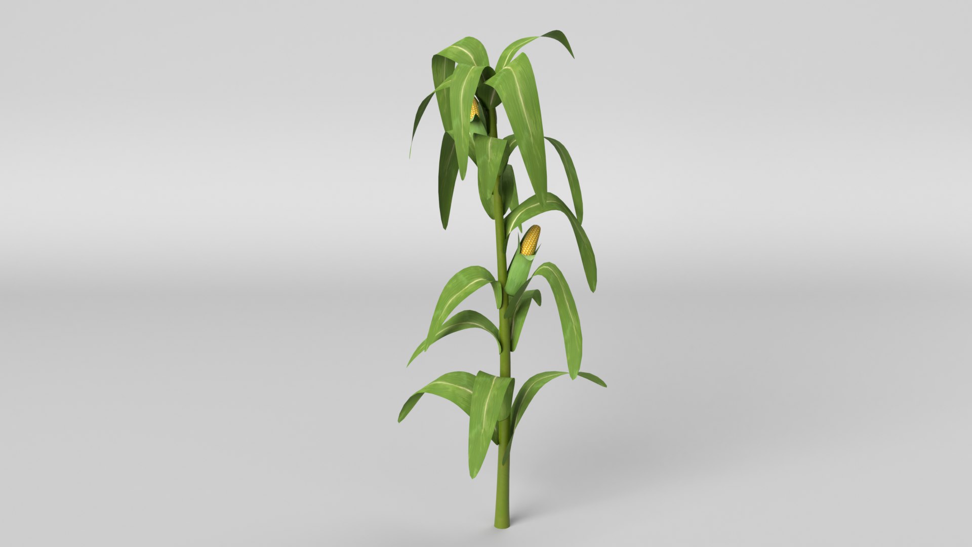 Corn Stalk 3D Model - TurboSquid 1677314