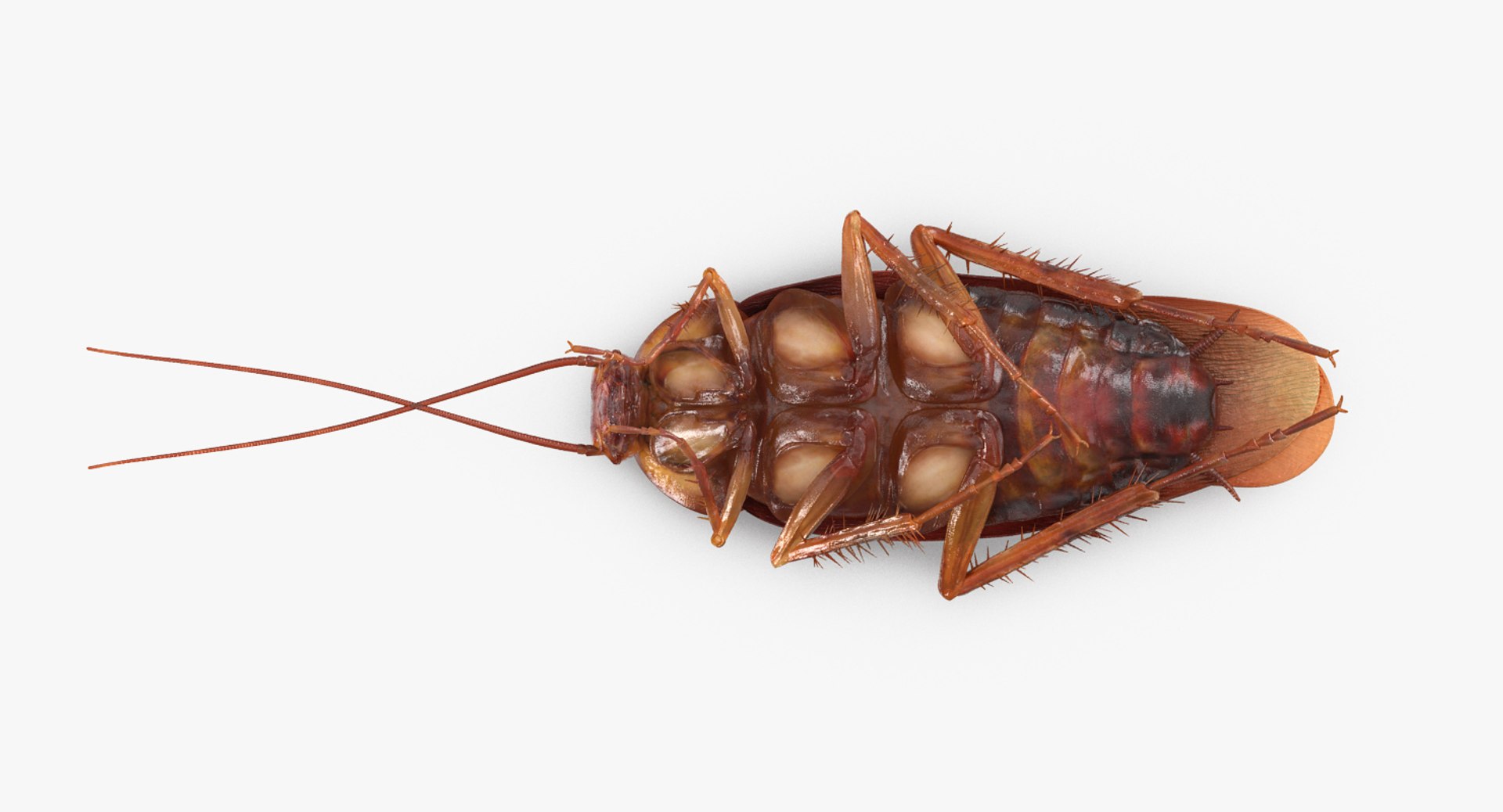 Cockroach Rigged Model - TurboSquid 1199249