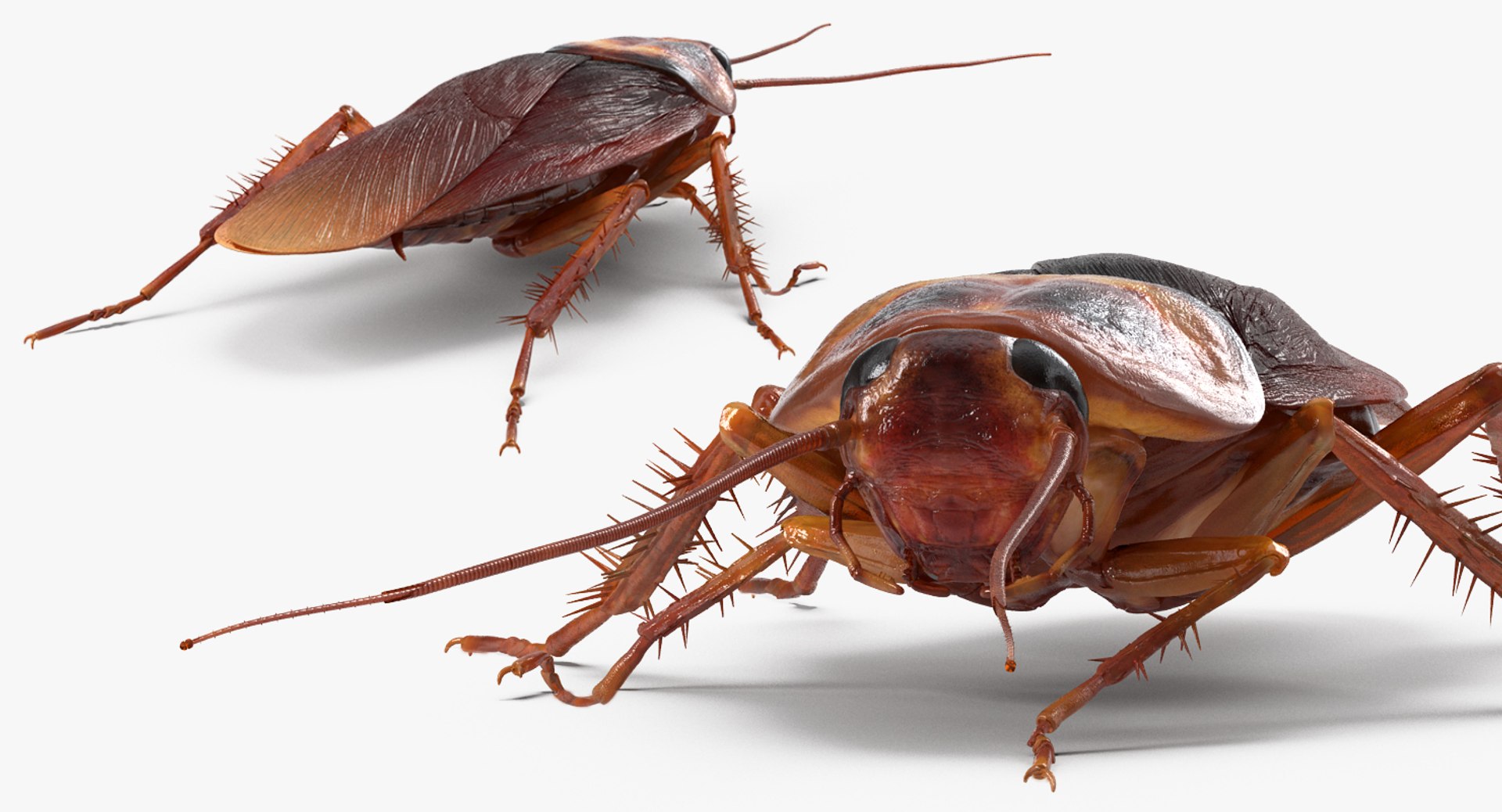 Cockroach Rigged Model - TurboSquid 1199249