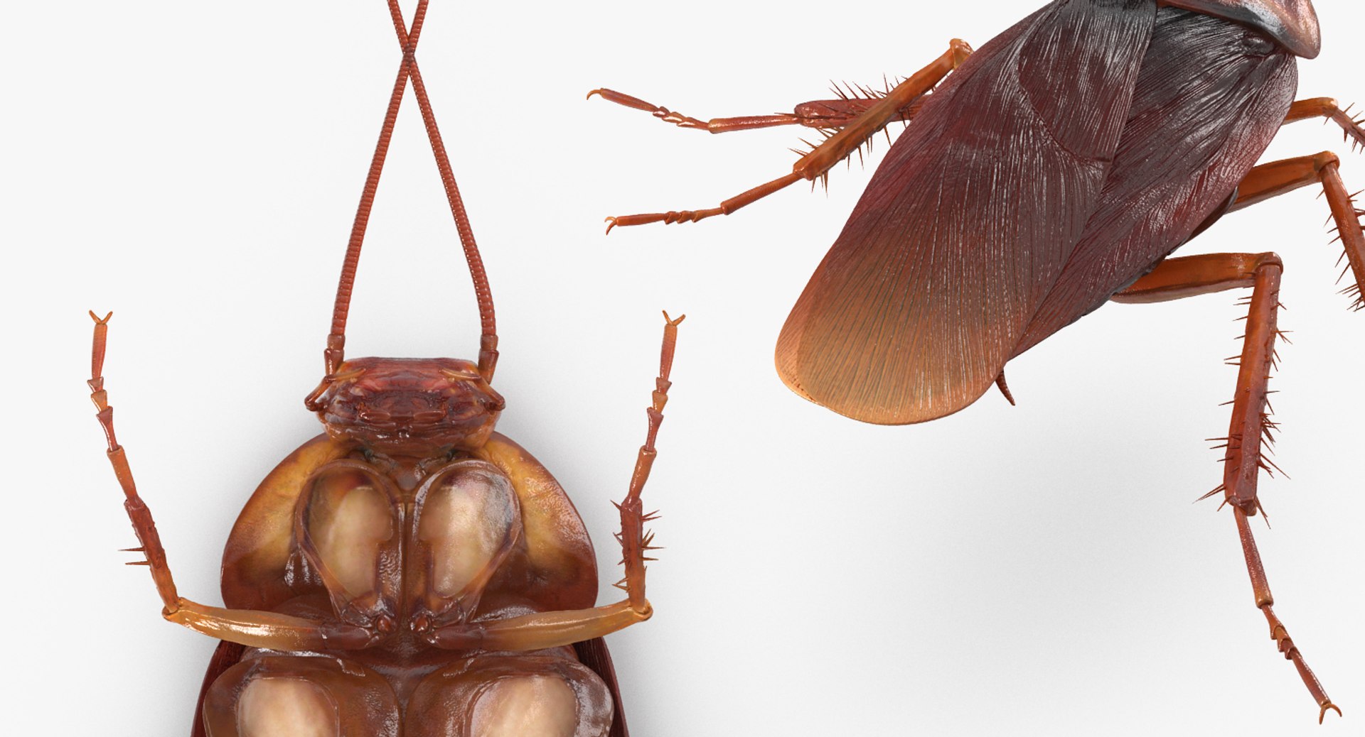 Cockroach Rigged Model - TurboSquid 1199249