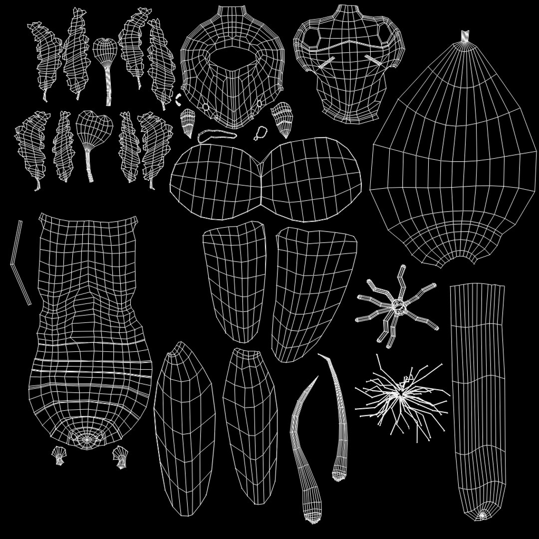 Cockroach Digestive 3d Model