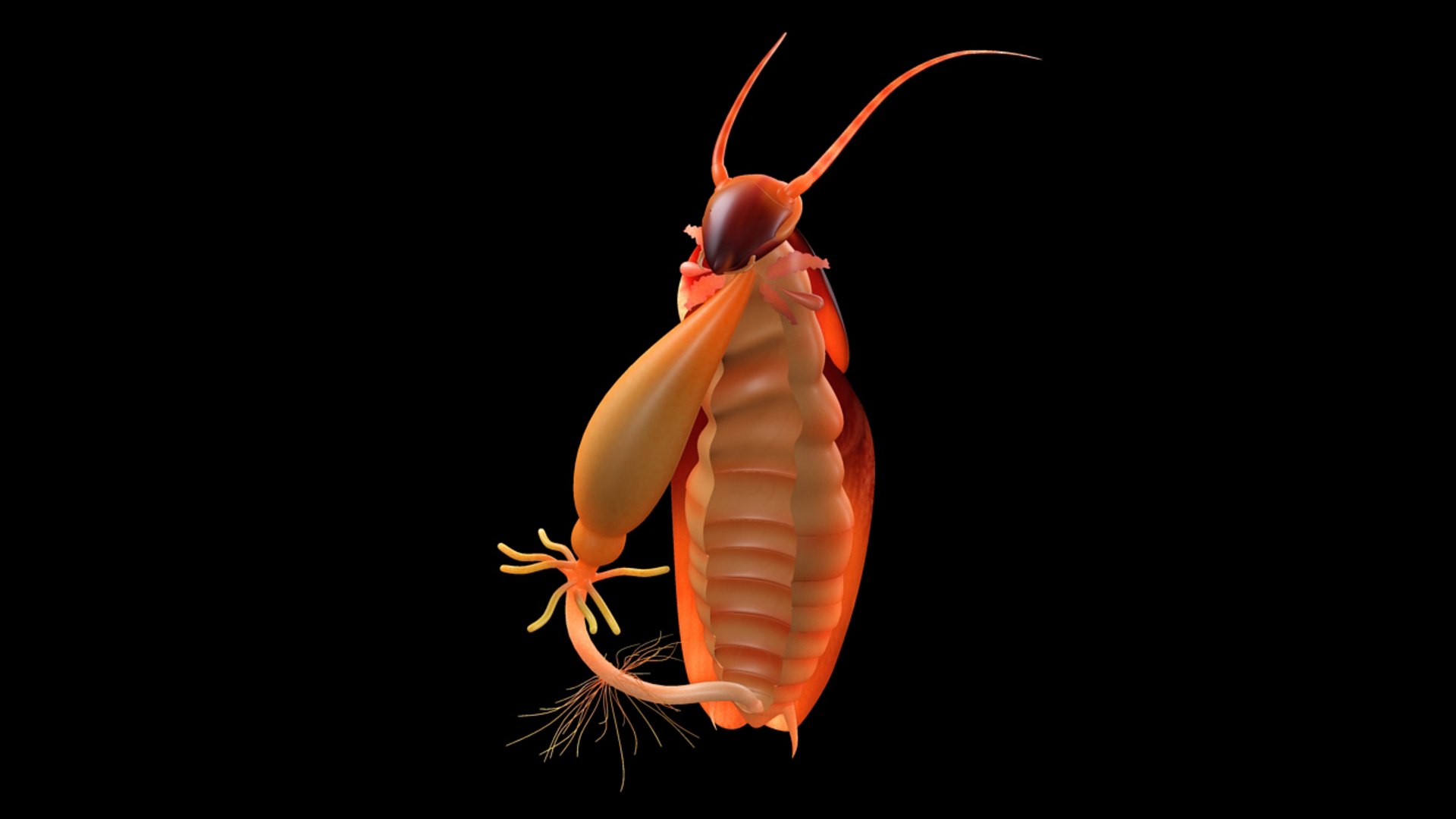 Cockroach Digestive 3d Model