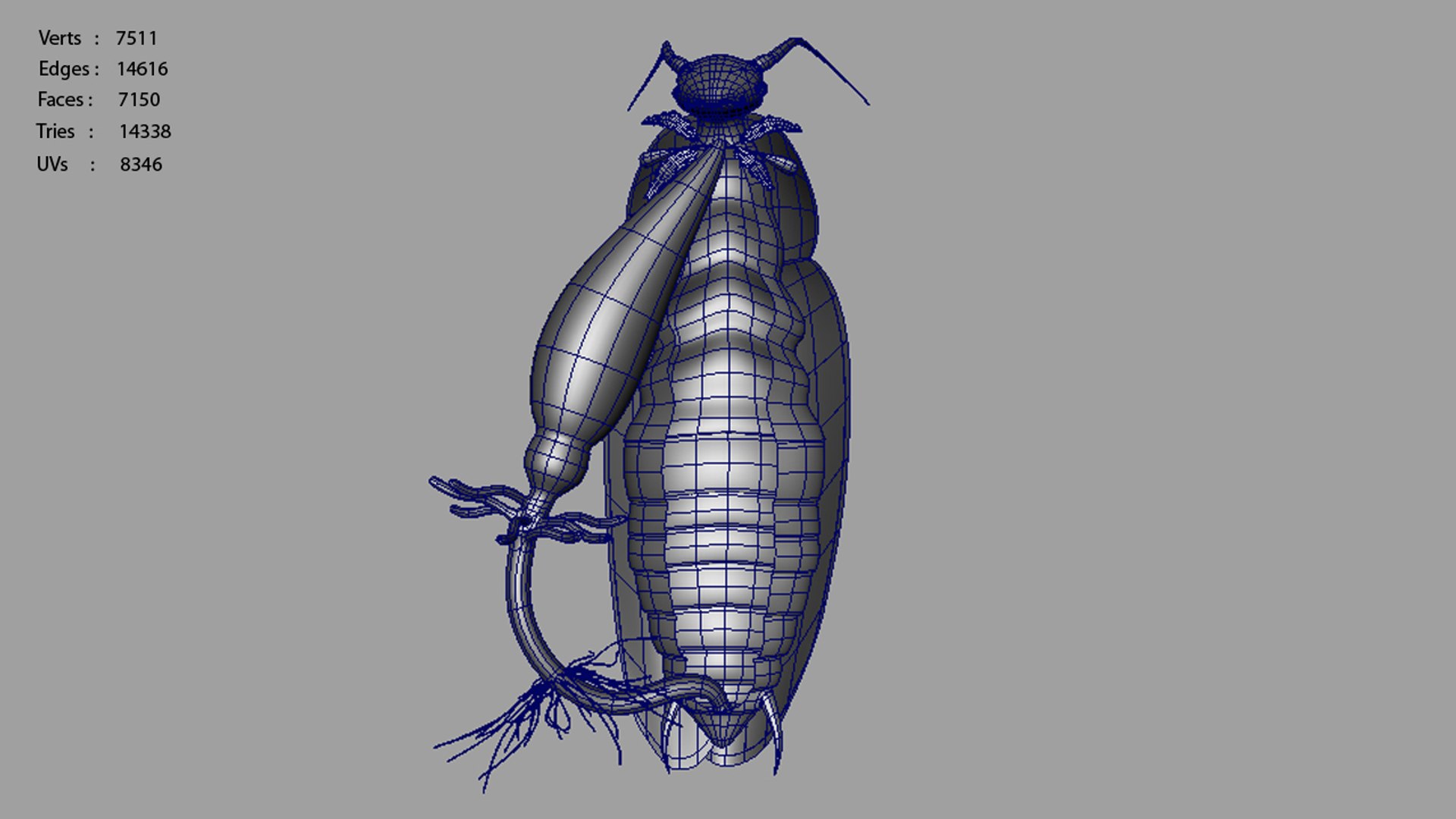 Cockroach Digestive 3d Model