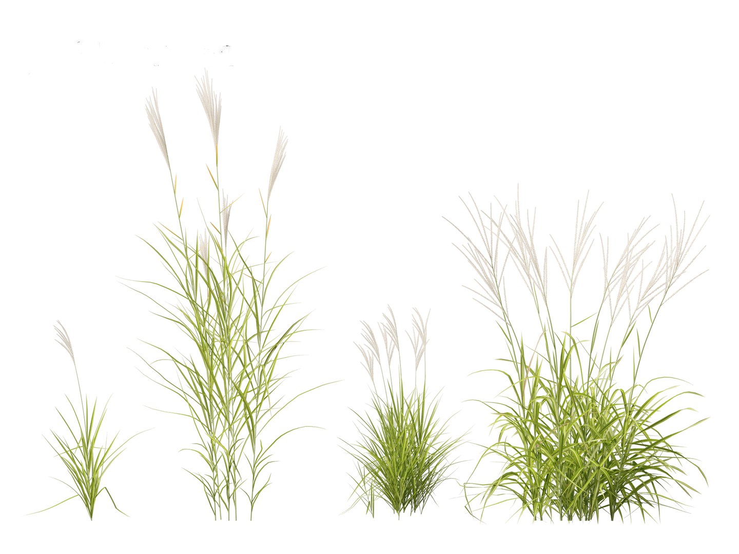 Miscanthus Purpurascens - Flame Grass 3D Model - TurboSquid 2139424