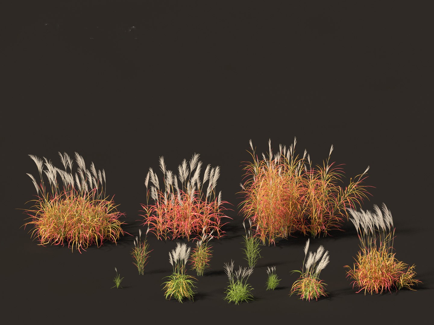 Miscanthus Purpurascens - Flame Grass 3D Model - TurboSquid 2139424