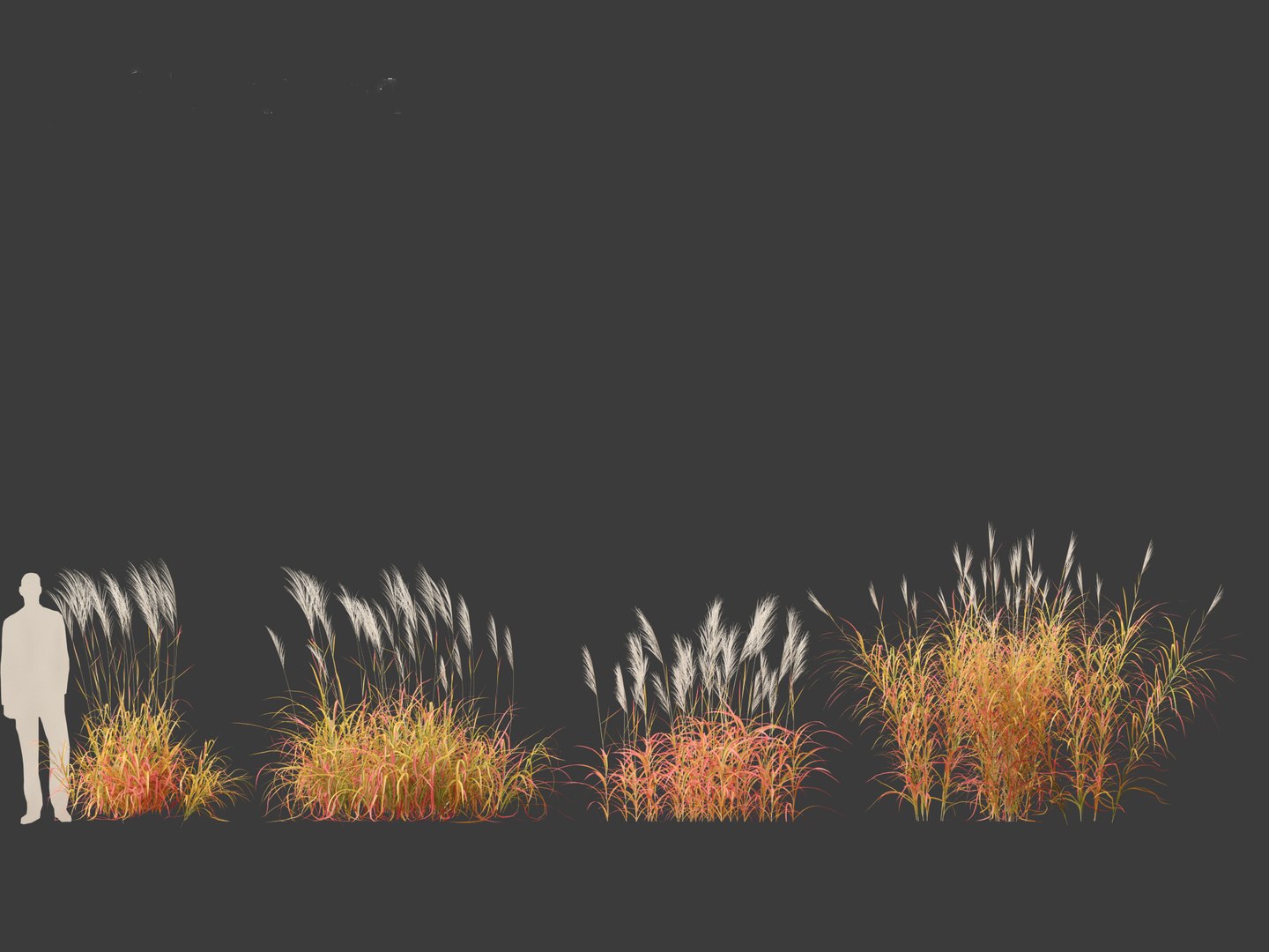 Miscanthus Purpurascens - Flame Grass 3D Model - TurboSquid 2139424