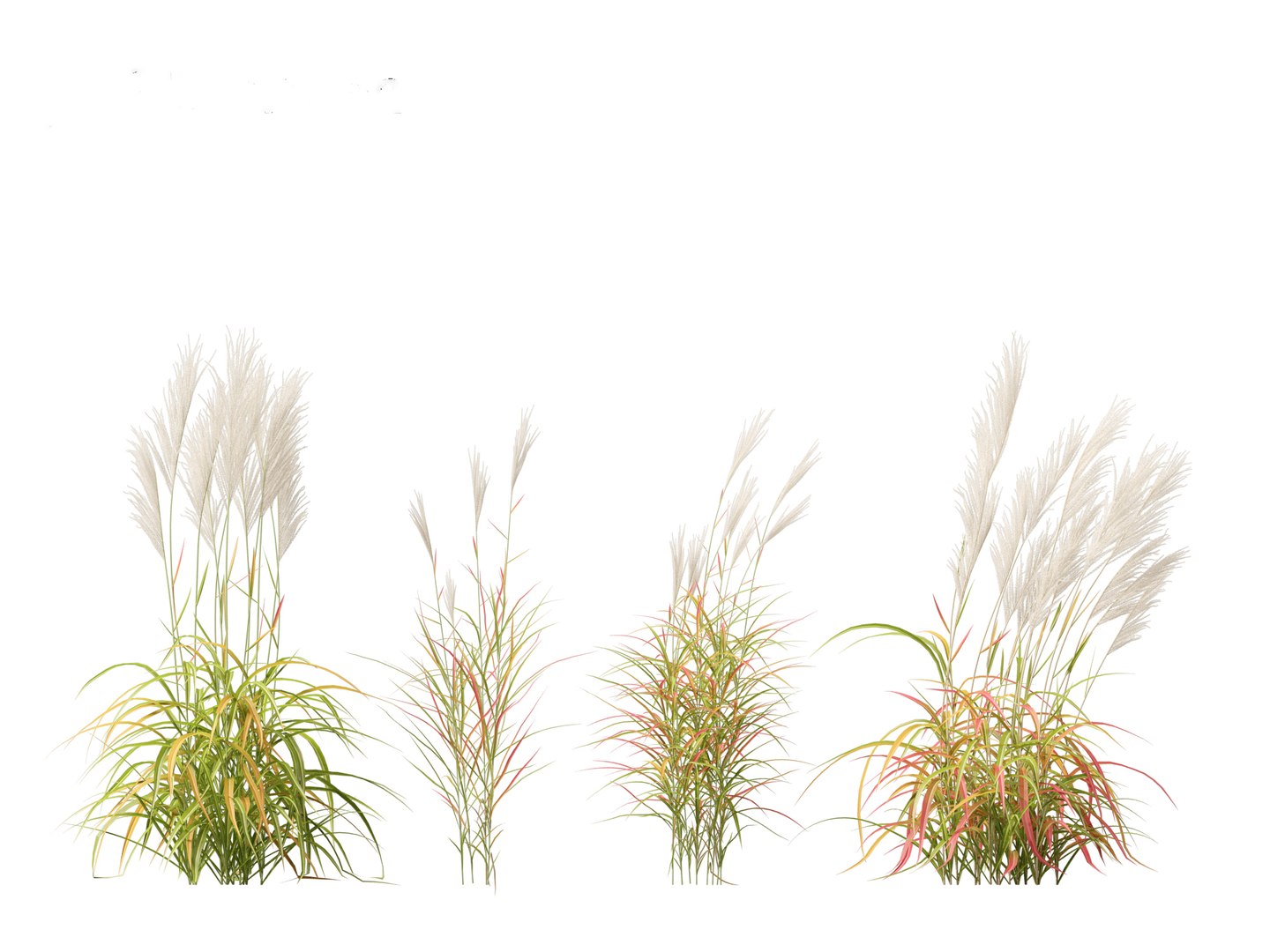 Miscanthus Purpurascens - Flame Grass 3D Model - TurboSquid 2139424