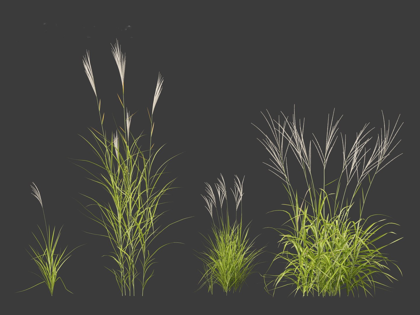 Miscanthus Purpurascens - Flame Grass 3D Model - TurboSquid 2139424