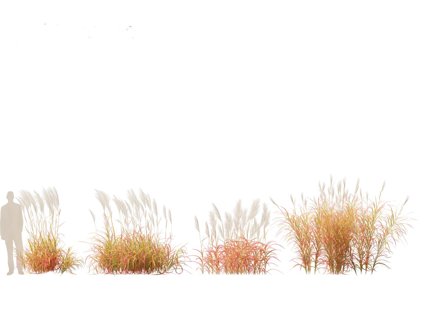 Miscanthus Purpurascens - Flame Grass 3D Model - TurboSquid 2139424