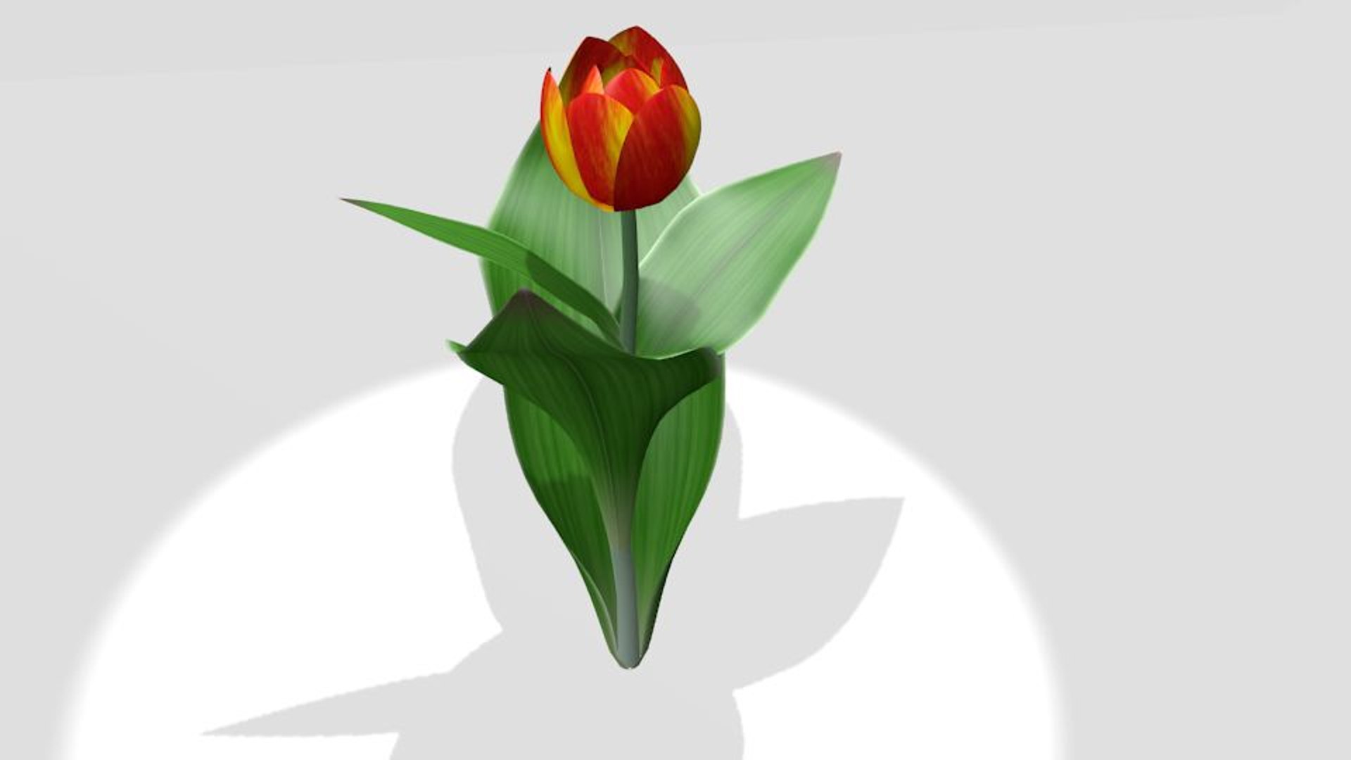 3d small tulip model